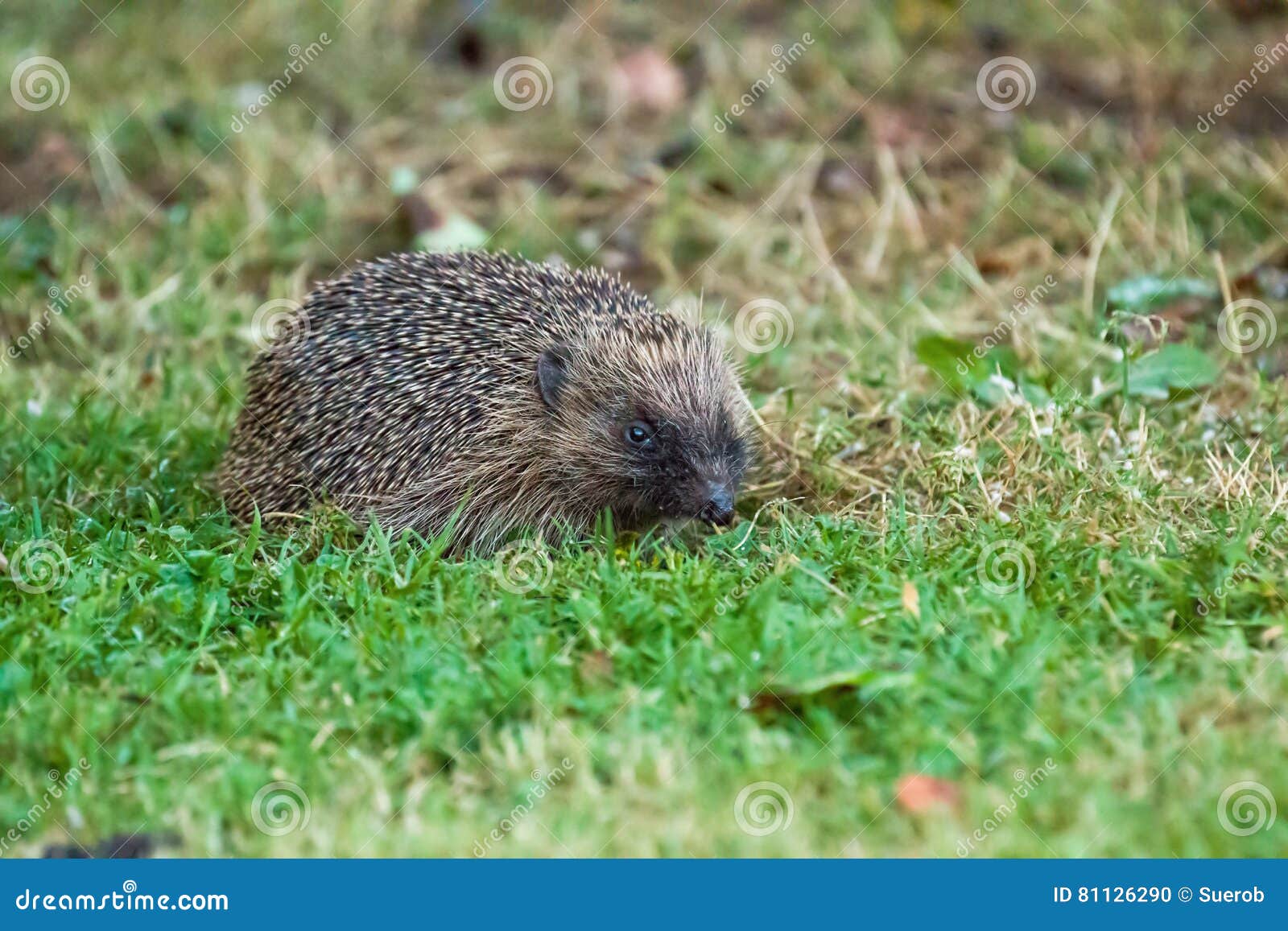 European Hedgehog stock photo. Image of curl, britain - 81126290