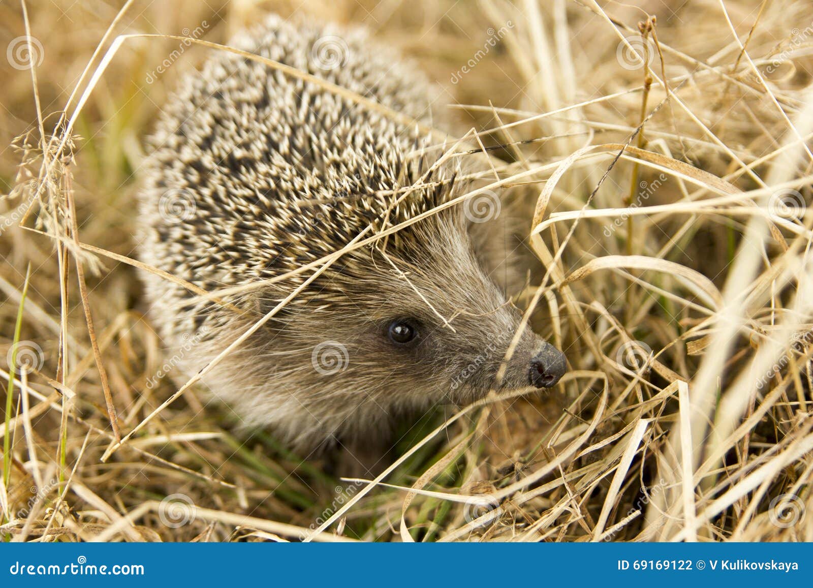 European Hedgehog Hiding in the Grass Stock Photo - Image of cute ...