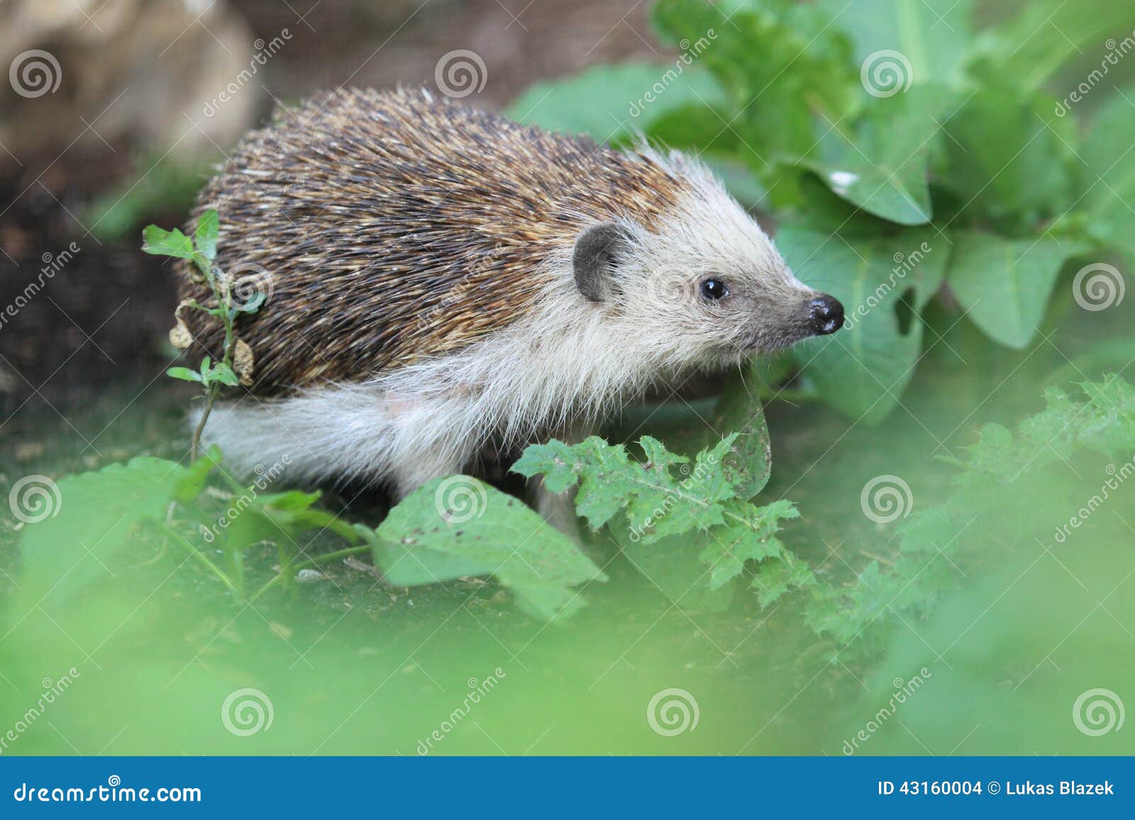 European hedgehog stock photo. Image of adult, erinaceus - 43160004