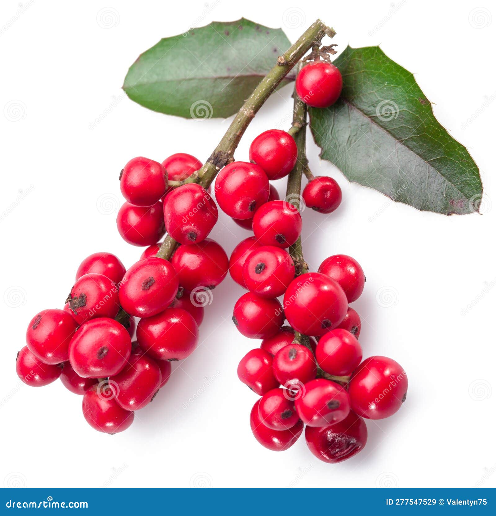 European Holly (Ilex) Leaves and Fruit on a White Background Stock ...