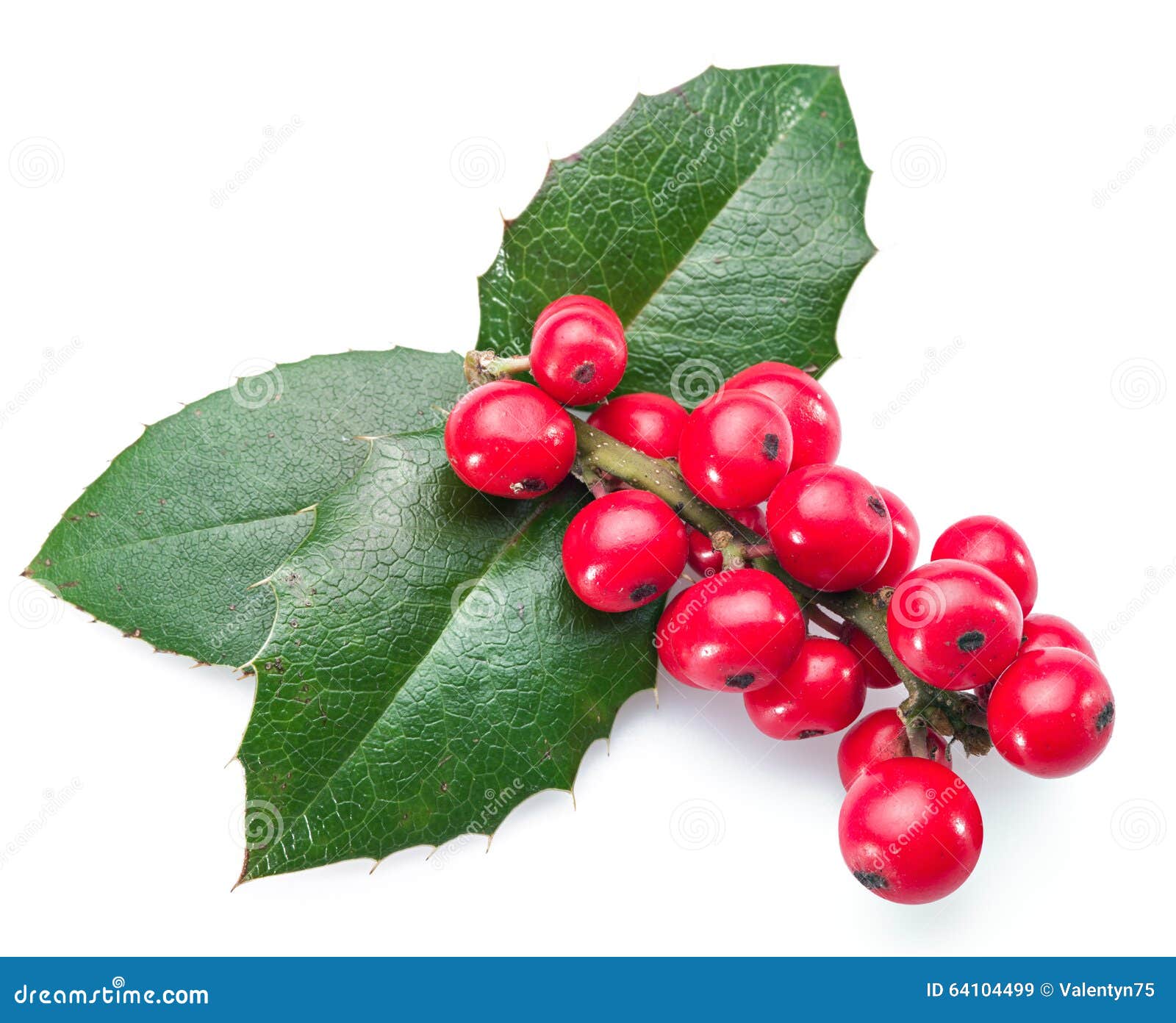 European Holly (Ilex) Leaves and Fruit. Stock Image - Image of green ...