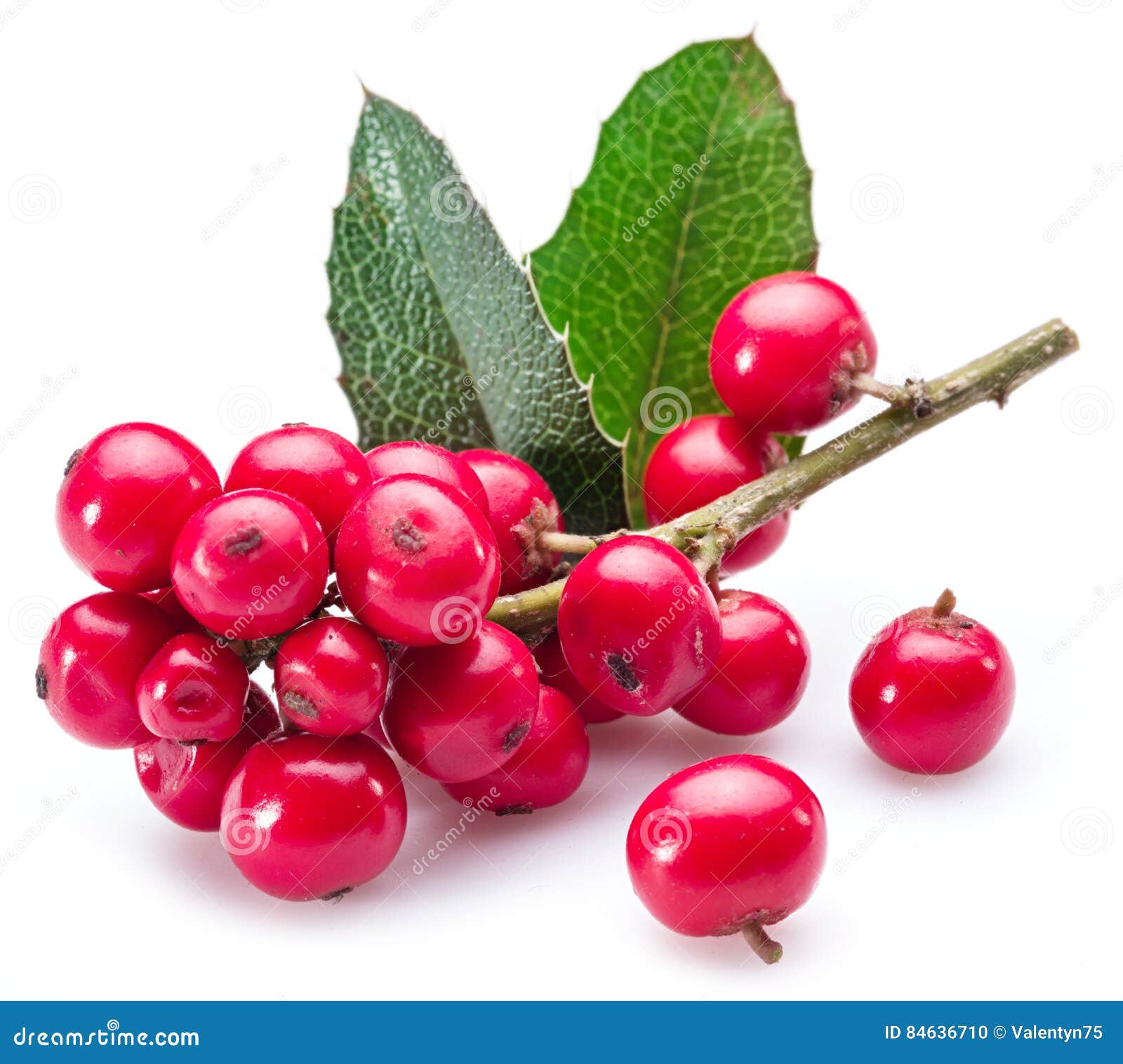European Holly Ilex Leaves and Fruit. Stock Photo - Image of evergreen ...