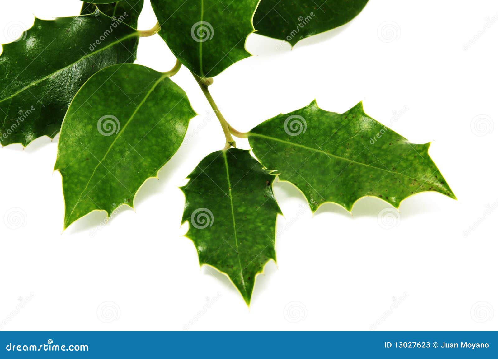 Holly Leaves Texture Nature Background Stock Photography ...