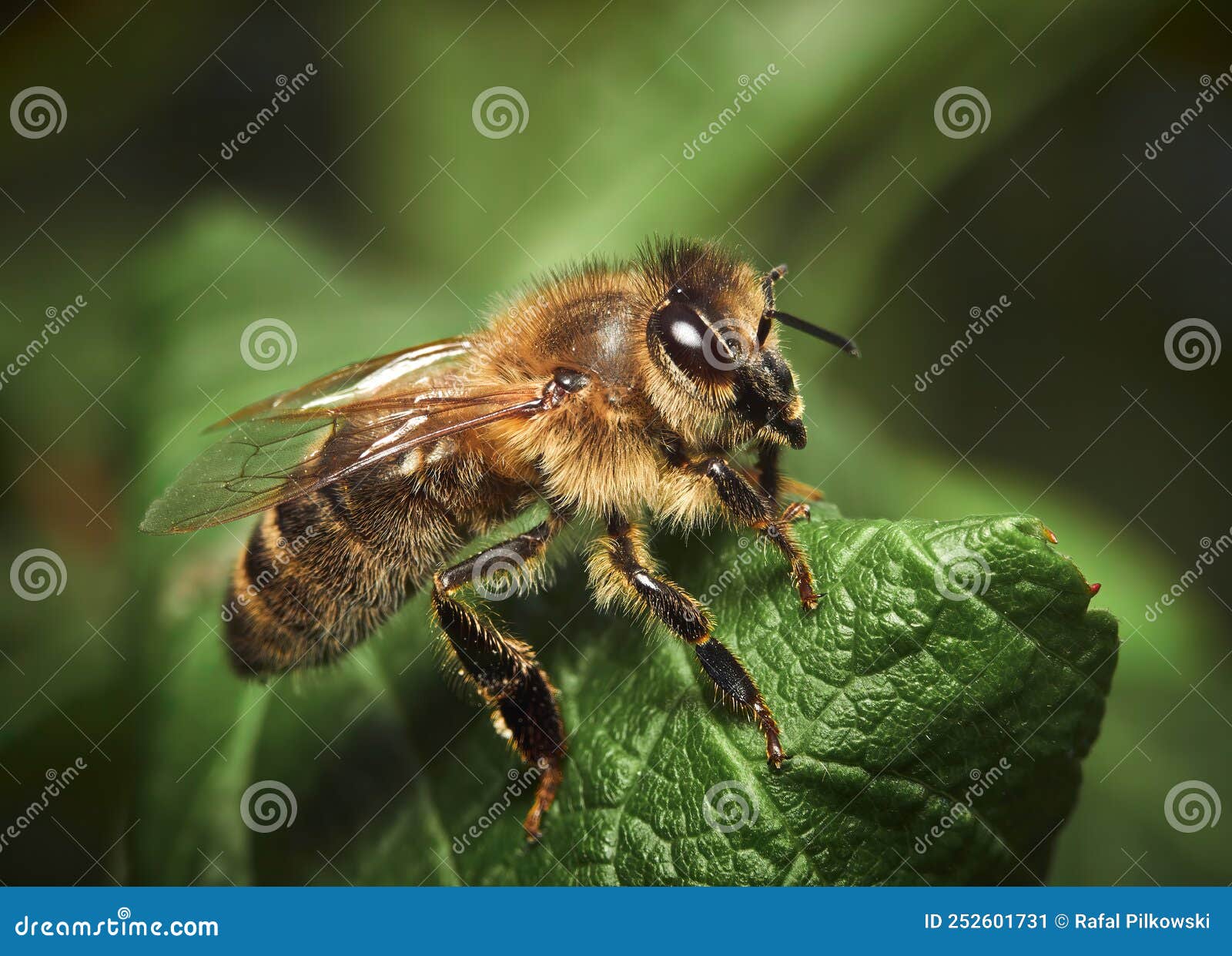 European Honey Bee Apis Mellifera on a Green Leaf Stock Image - Image ... European Honey Bee Apis Mellifera on a Green Leaf Stock Image - Image ...