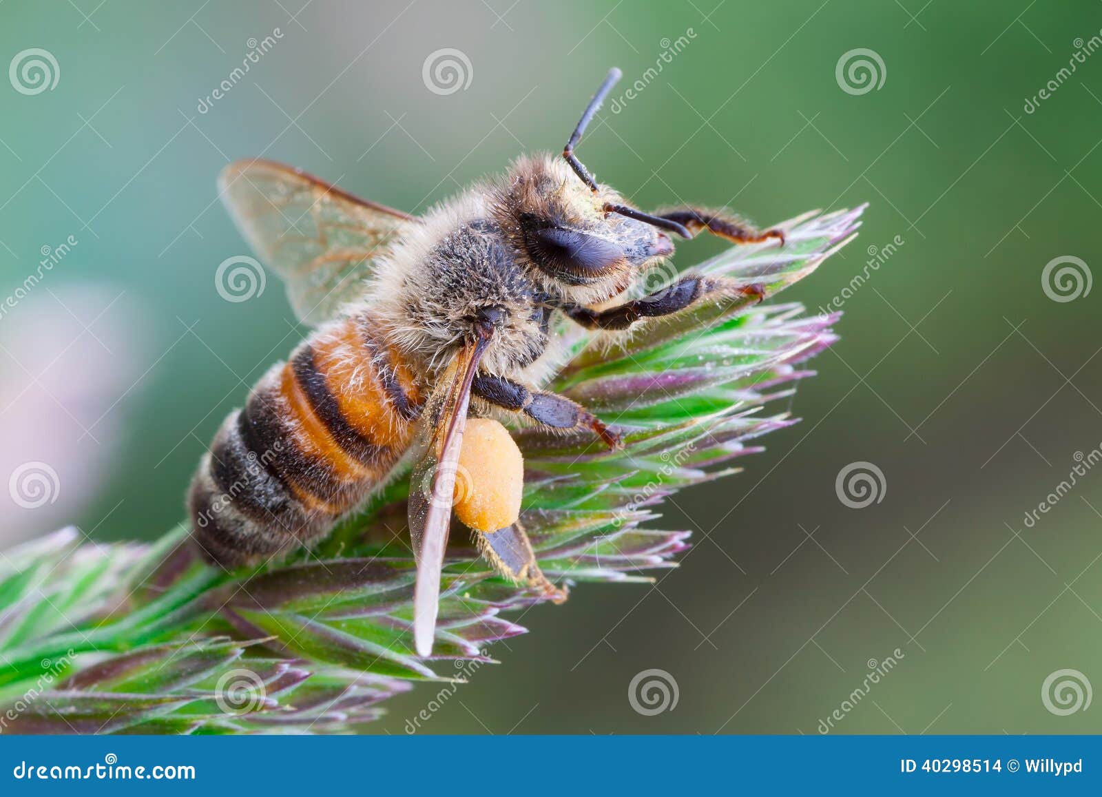 European honey bee stock photo. Image of apis, honey - 40298514