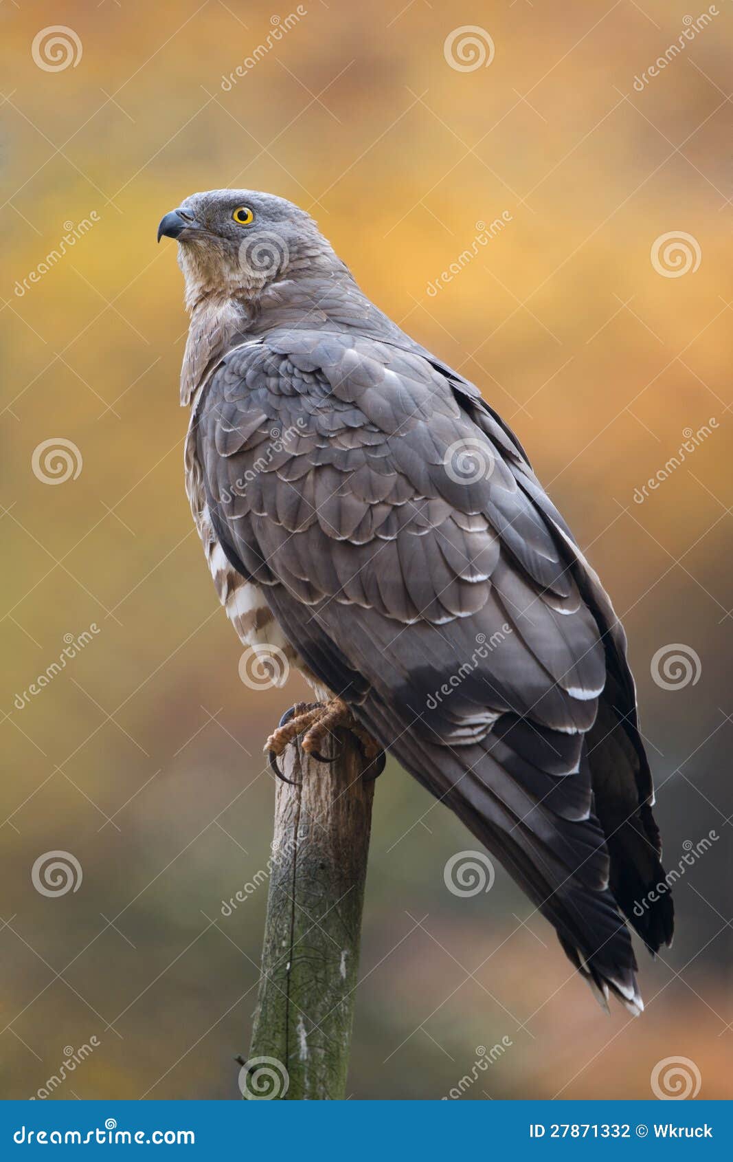 European honey buzzard stock photo. Image of prey, western - 27871332