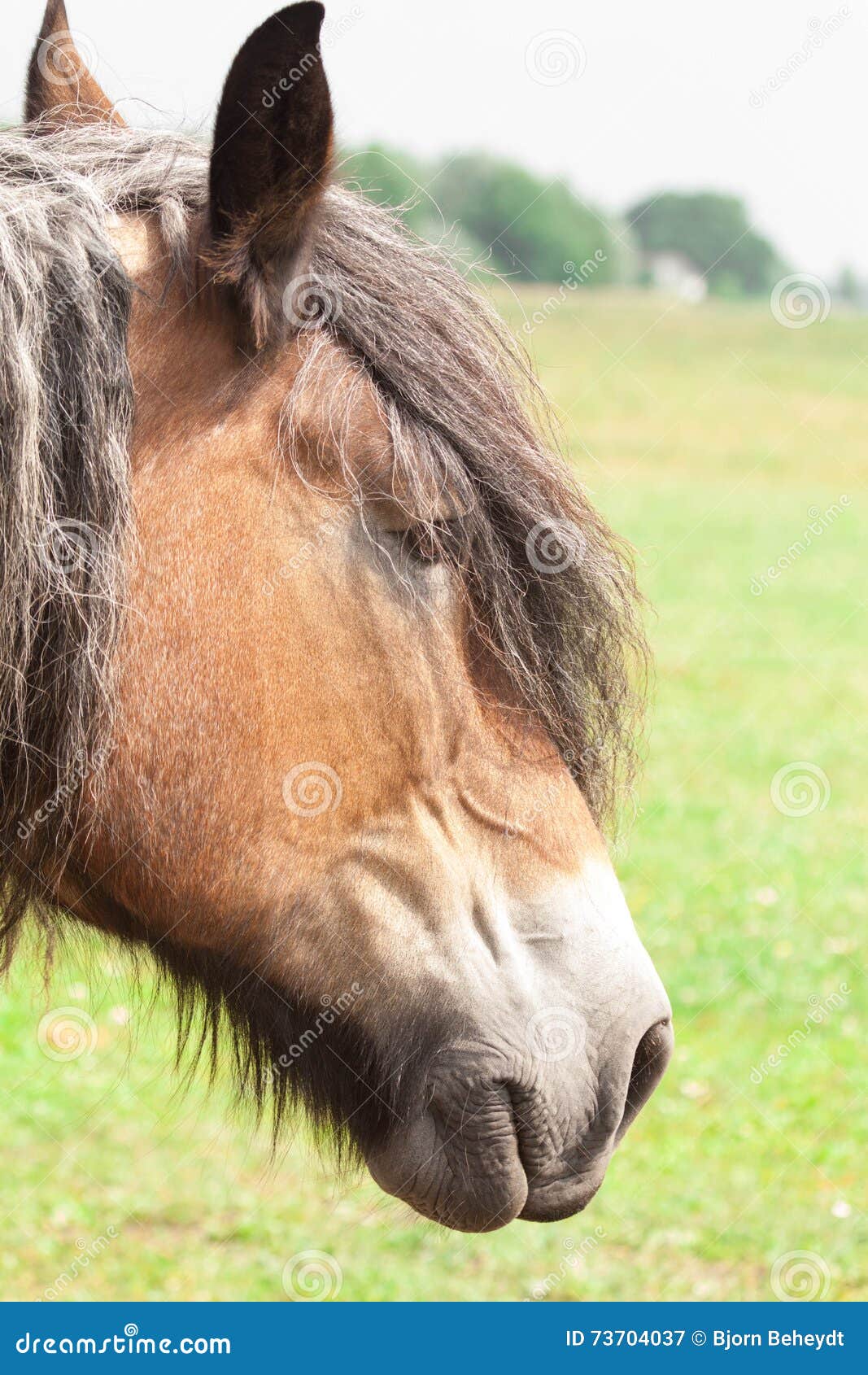 European horse stock image. Image of buildings, closeups - 73704037