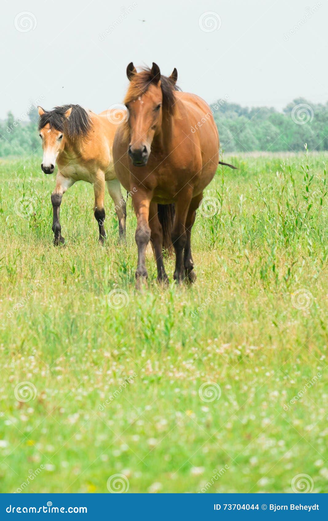 European horse stock photo. Image of exterior, exteriors - 73704044