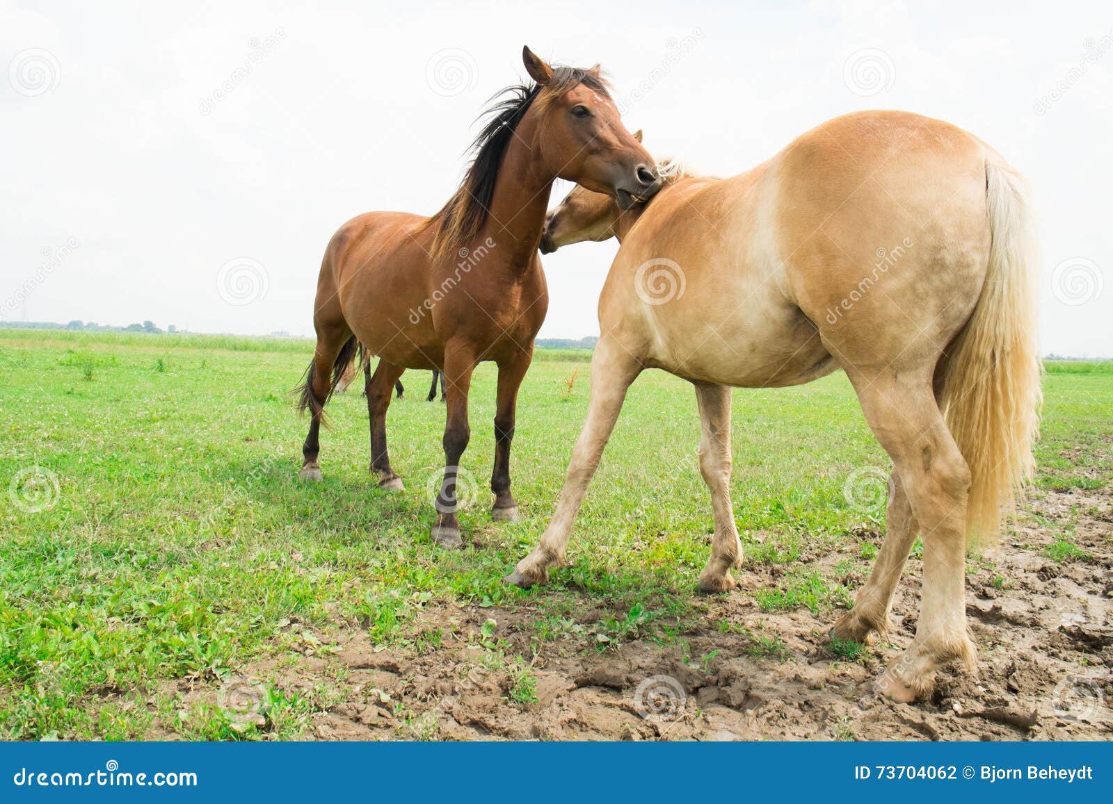 European horse stock photo. Image of light, exterior - 73704062