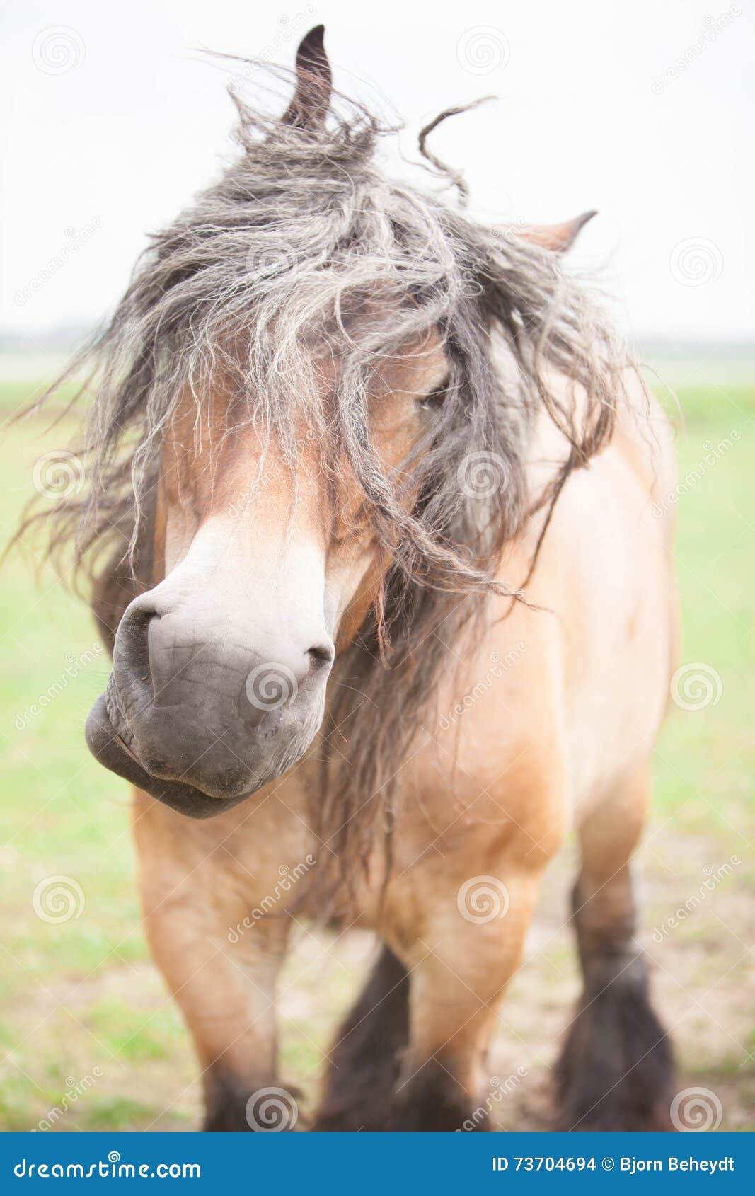 8,010 European Horses Stock Photos - Free & Royalty-Free Stock Photos ...