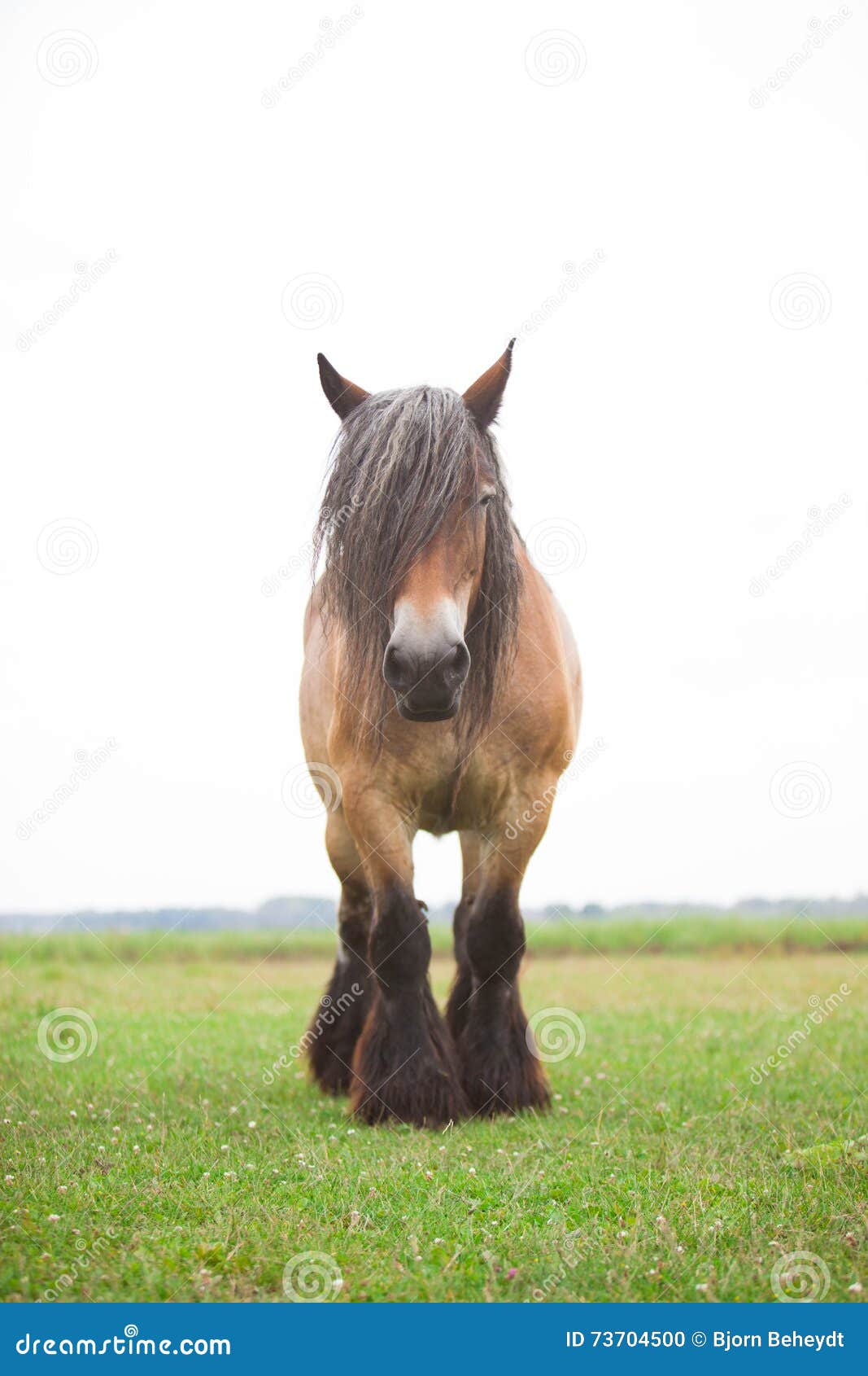 European horsed stock photo. Image of joyful, animal - 73704500