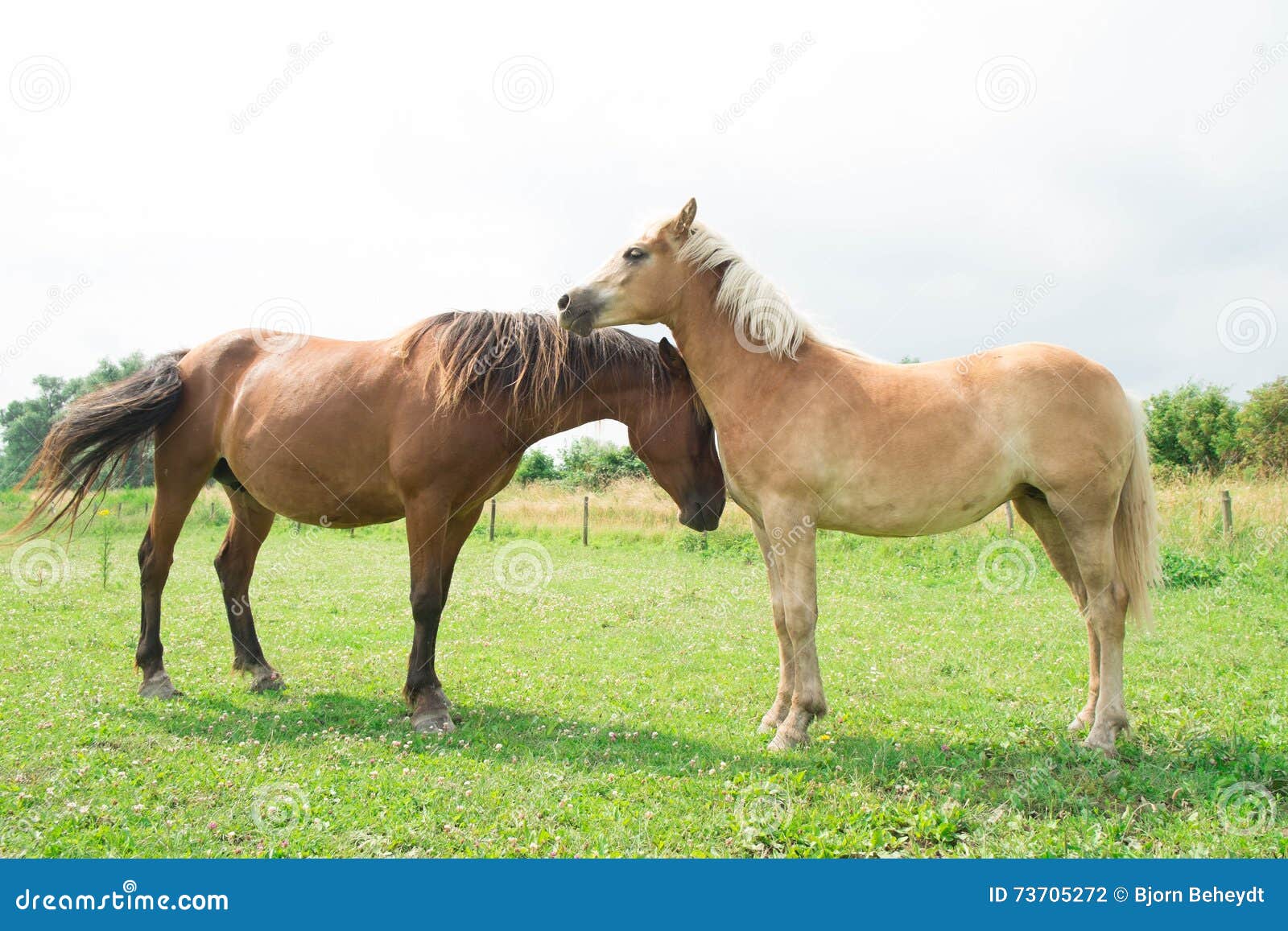 European horses stock photo. Image of park, horizontals - 73705272