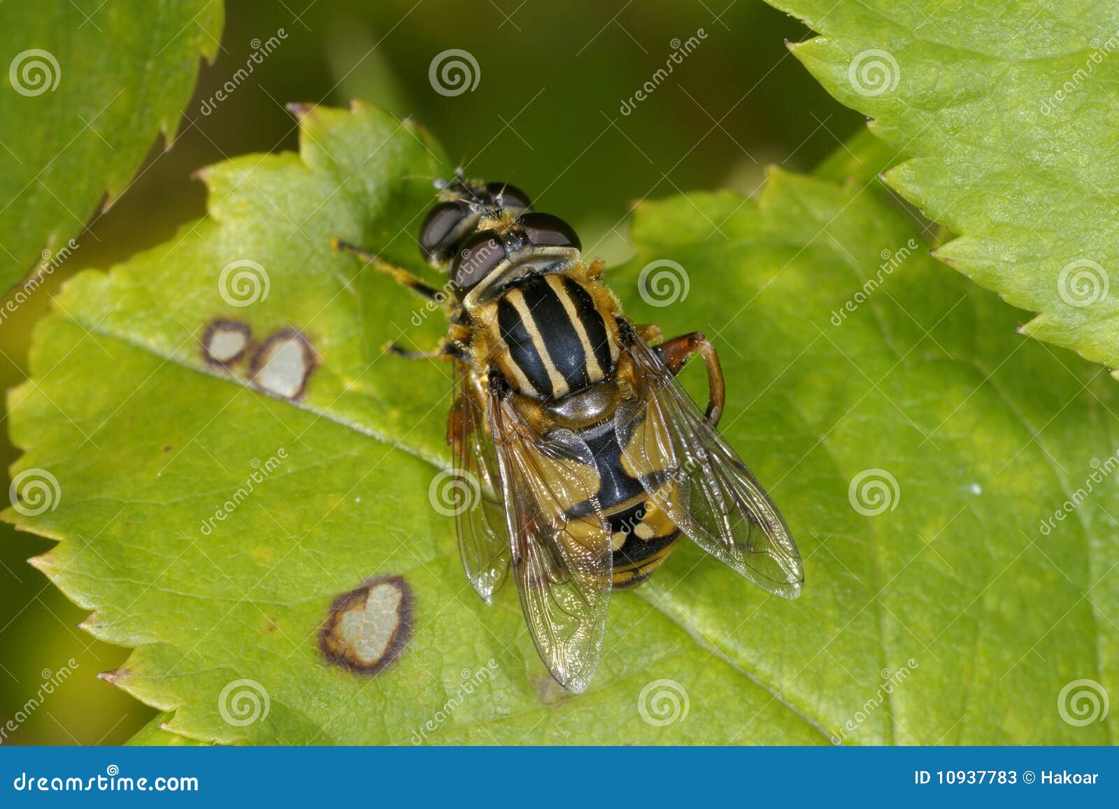 European Hoverfly, Helophilus Pendulus Stock Image - Image of hover ...