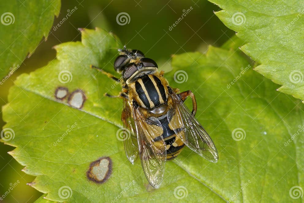 European Hoverfly, Helophilus Pendulus Stock Image - Image of hover, mating: 10937783