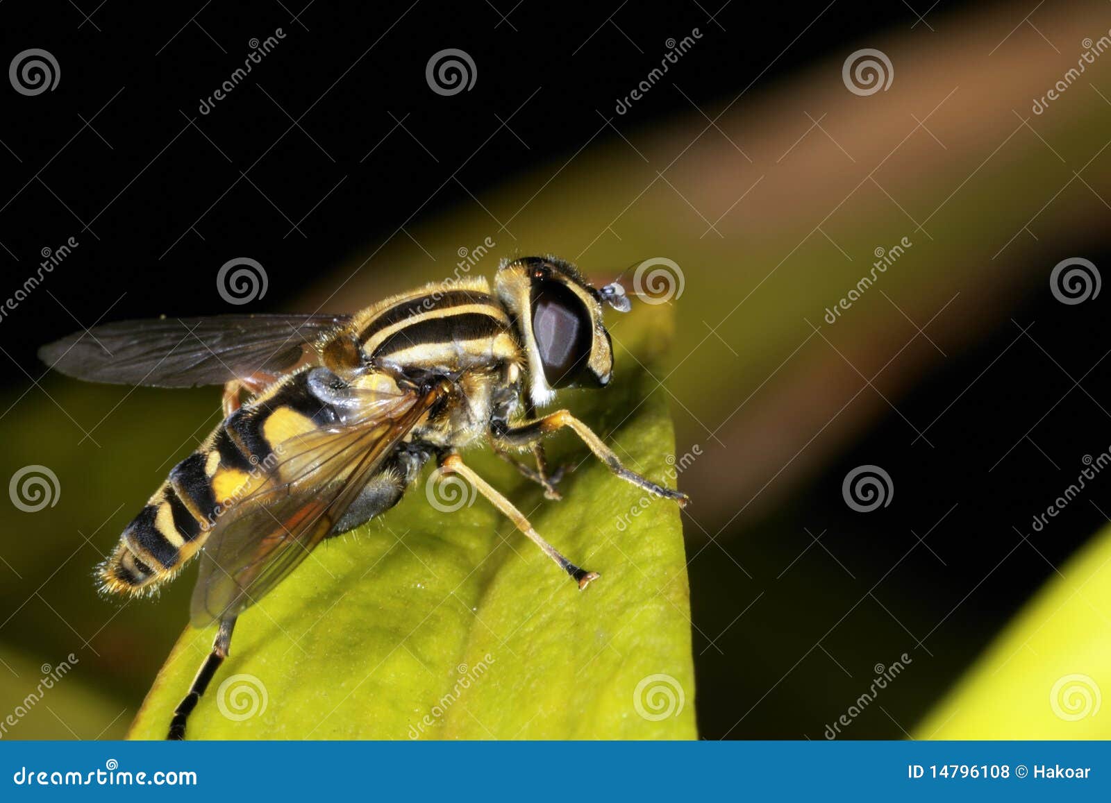 Helophilus Pendulus Female Commonly Known As Footballer Hoverfly Stock ...