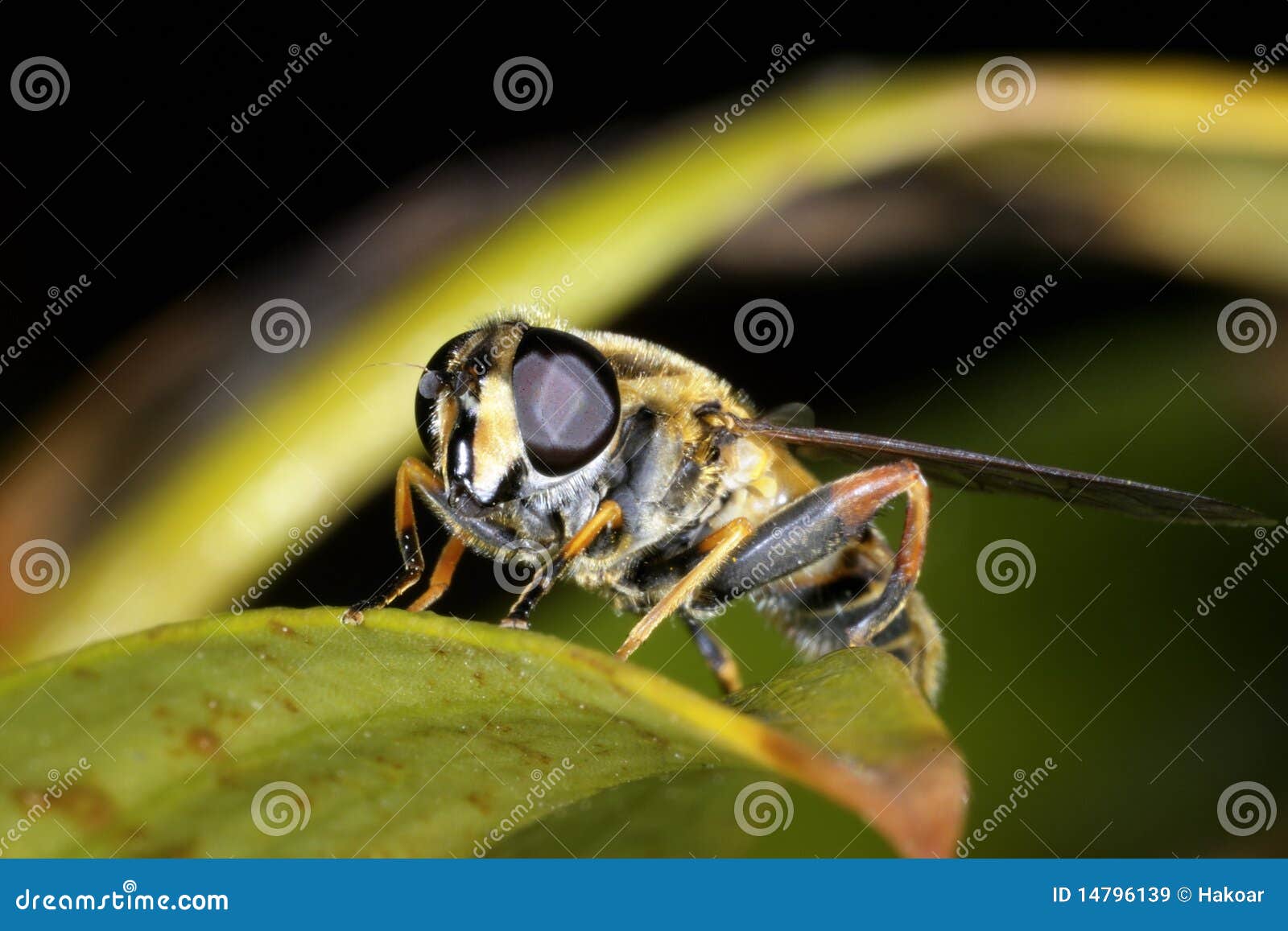 Helophilus Pendulus Female Commonly Known As Footballer Hoverfly Stock ...