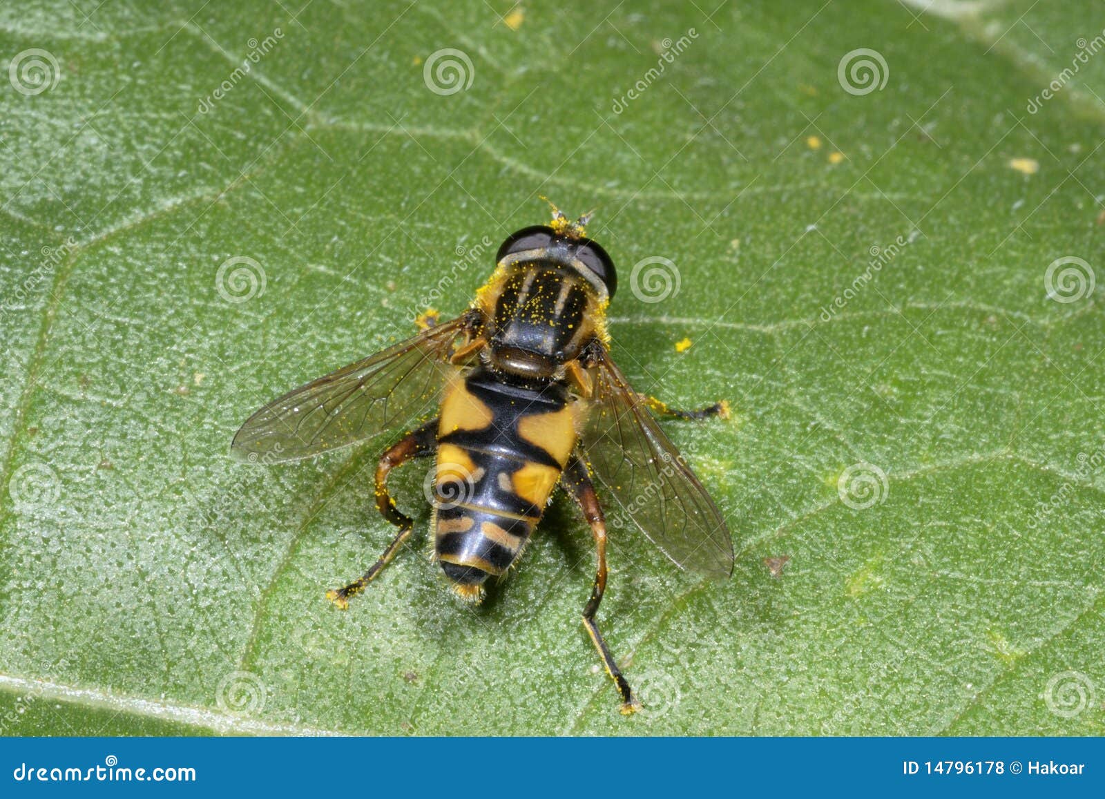 European Hoverfly, Helophilus Pendulus Stock Photo - Image of ...