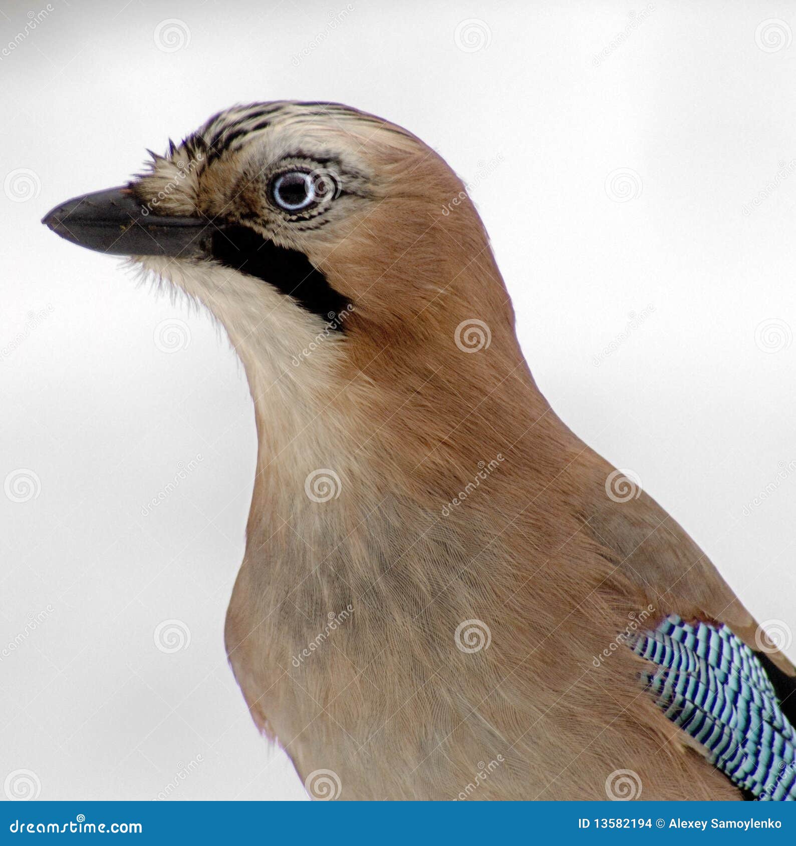 European jay stock photo. Image of blue, feather, closeup - 13582194