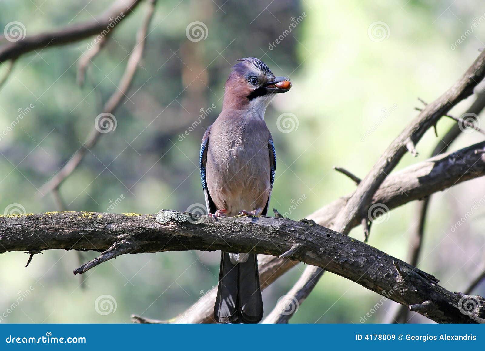 European Jay stock image. Image of bill, european, fauna - 4178009