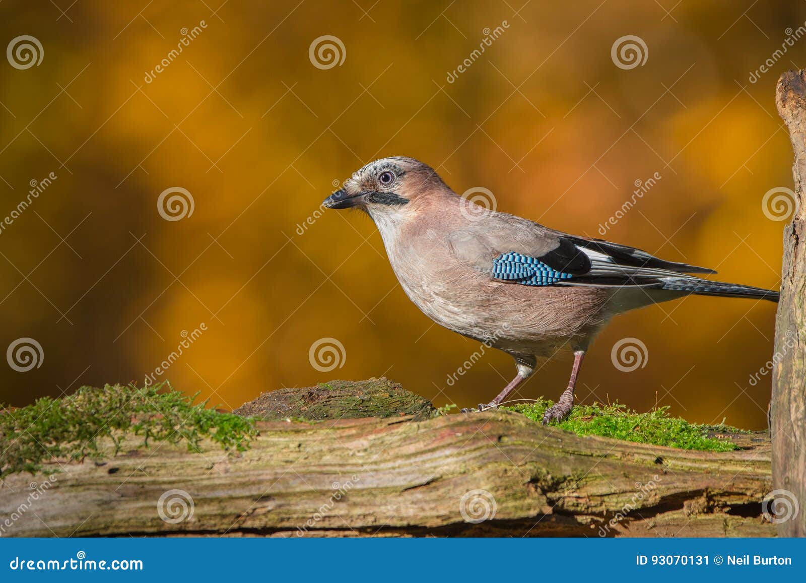 European jay in fall stock image. Image of background - 93070131