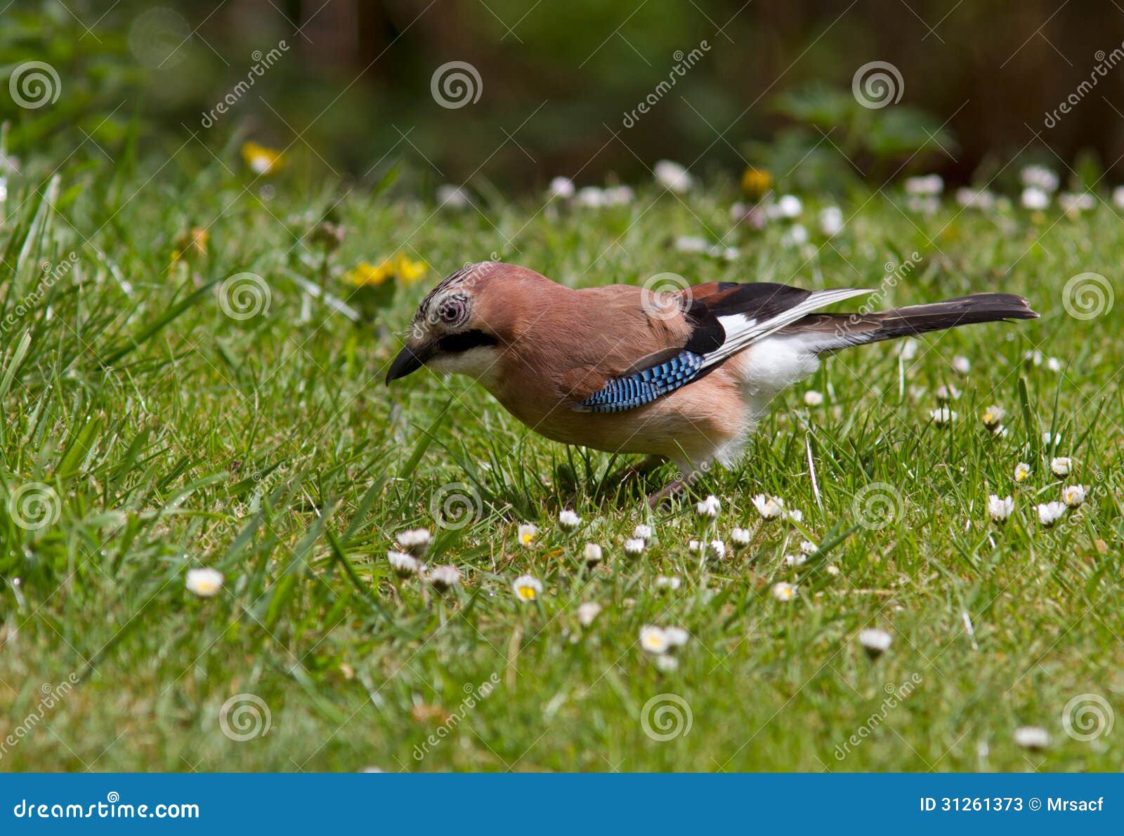 European Jay stock image. Image of leaf, brown, glandarius - 31261373