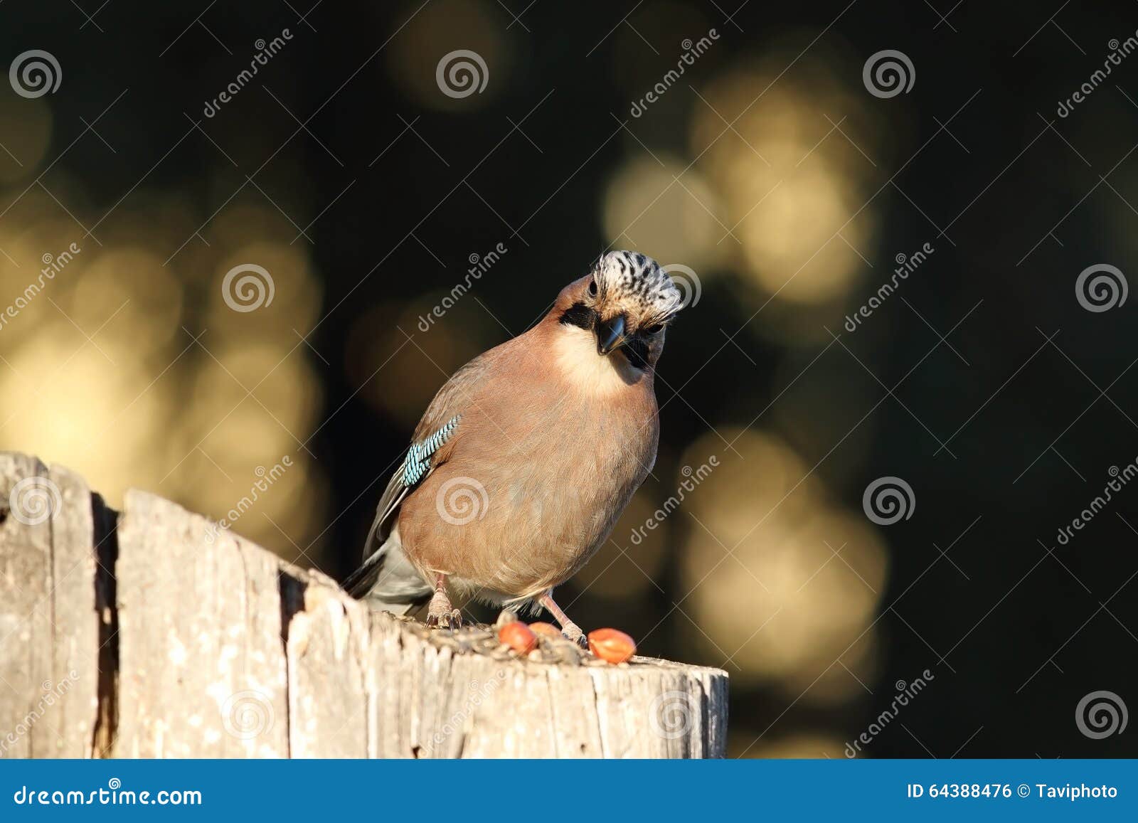 European Jay Looking at the Camera Stock Photo - Image of bird, camera ...