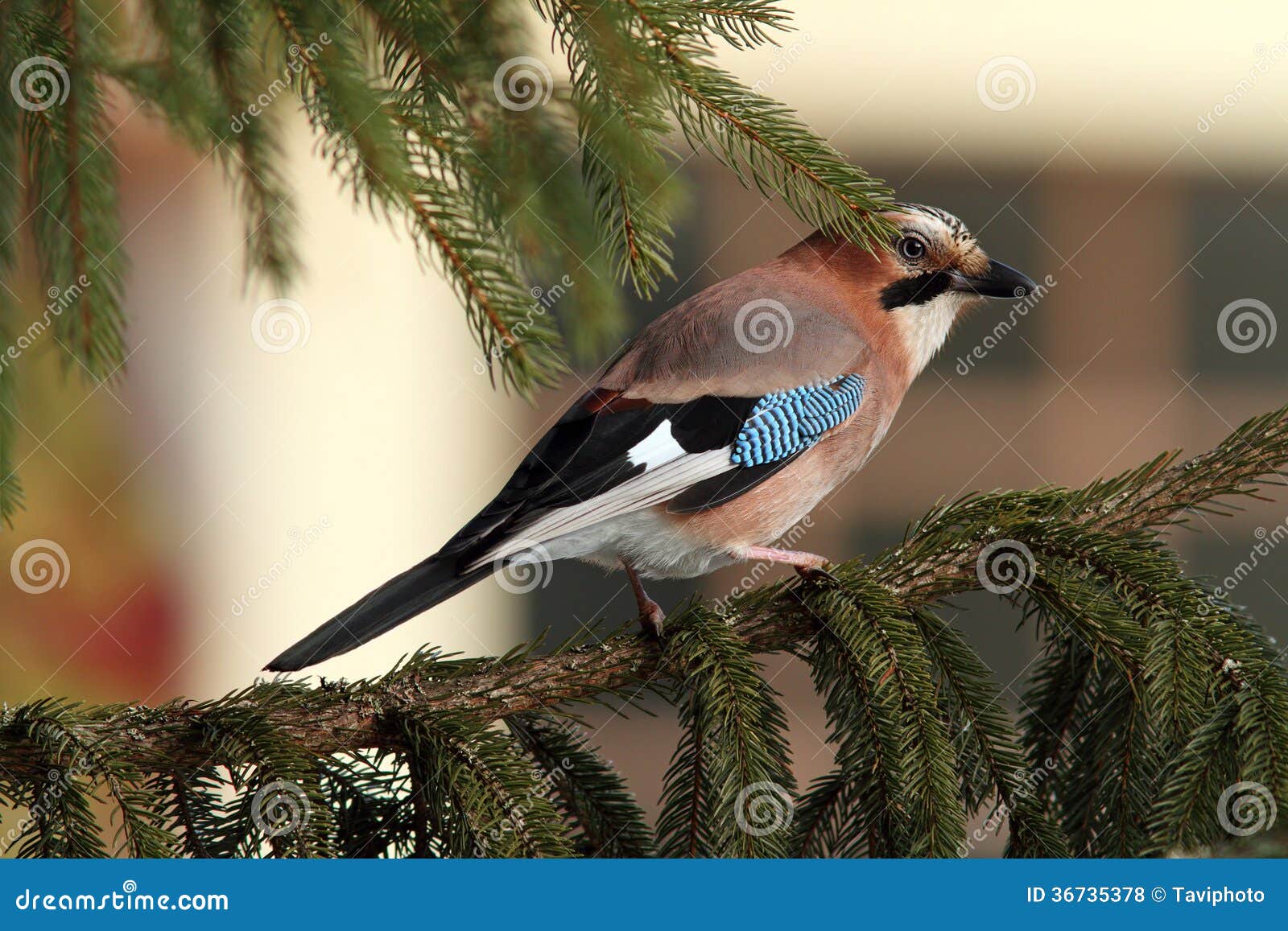 European Jay Standing on Spruce Branch Stock Photo - Image of ...