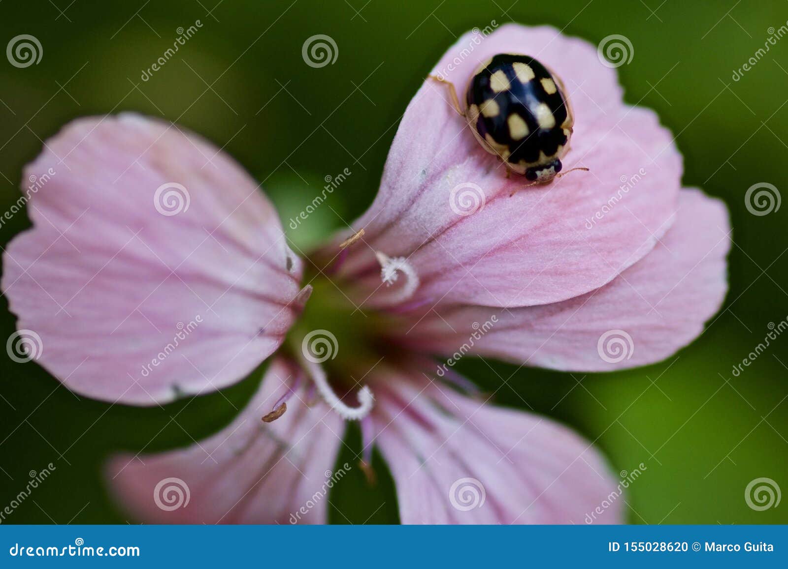 European ladybug stock photo. Image of tiny, flower - 155028620