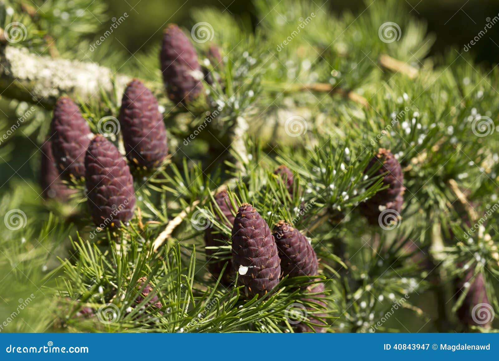 European Larch Larix Decidua Woods In Sun Lit Royalty-Free Stock Photo ...