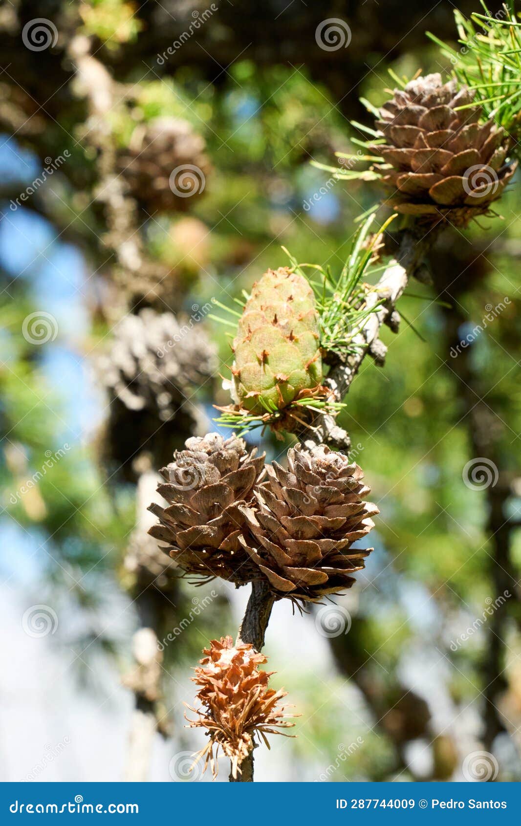European Larch, Typical Flora from the Swiss Alps Stock Image - Image ...