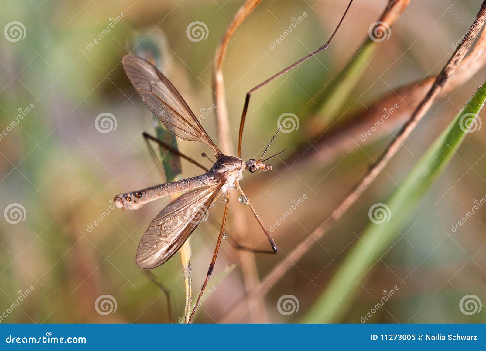 Tipula Crane Fly Tipulidae Diptera Nematocera Insect. Larvae Of This ...