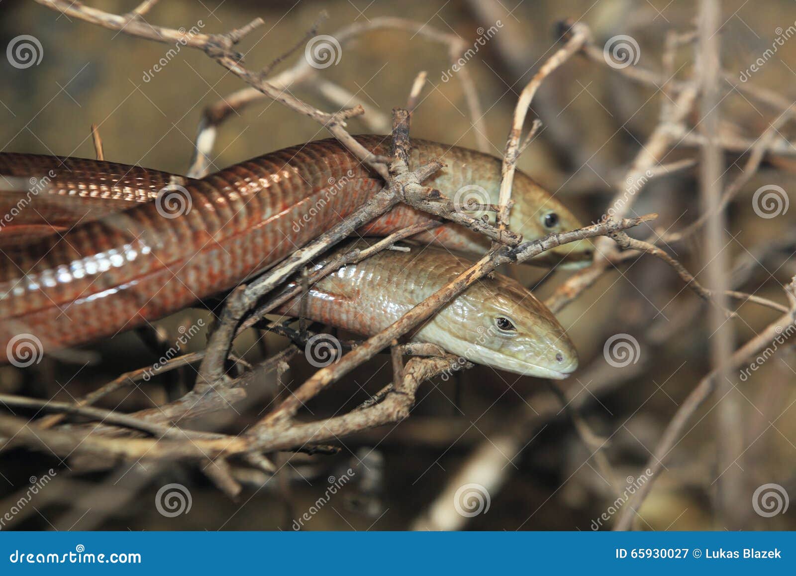 European legless lizard stock image. Image of sheltopusik - 65930027