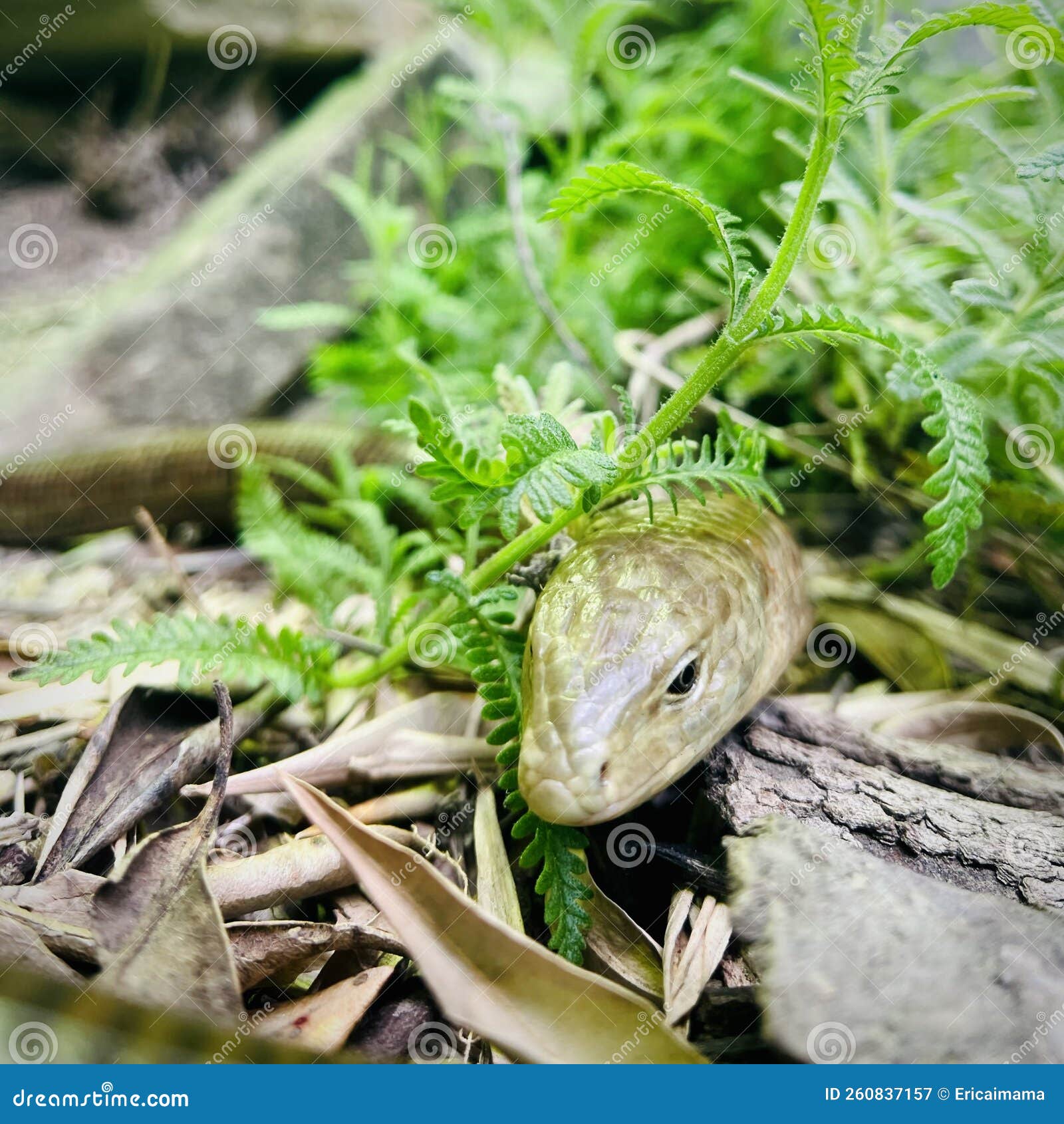 European Legless Lizard Or Scheltopusik Square Photo Image Stock Image Image Of Legless