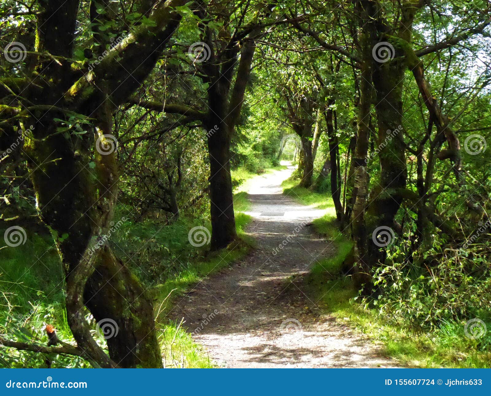 European Loaf Forest with Oath Trough Trees in Sunlight. Stock Photo ...