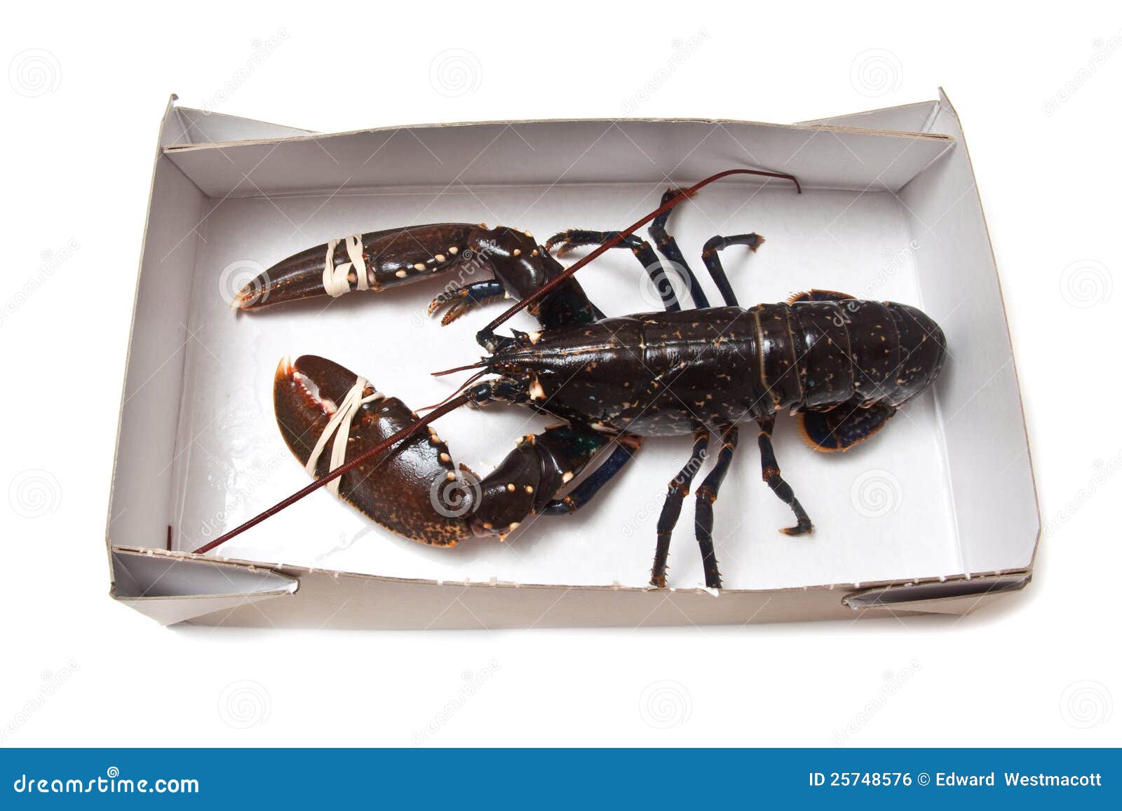 European lobster in box stock photo. Image of closeup - 25748576