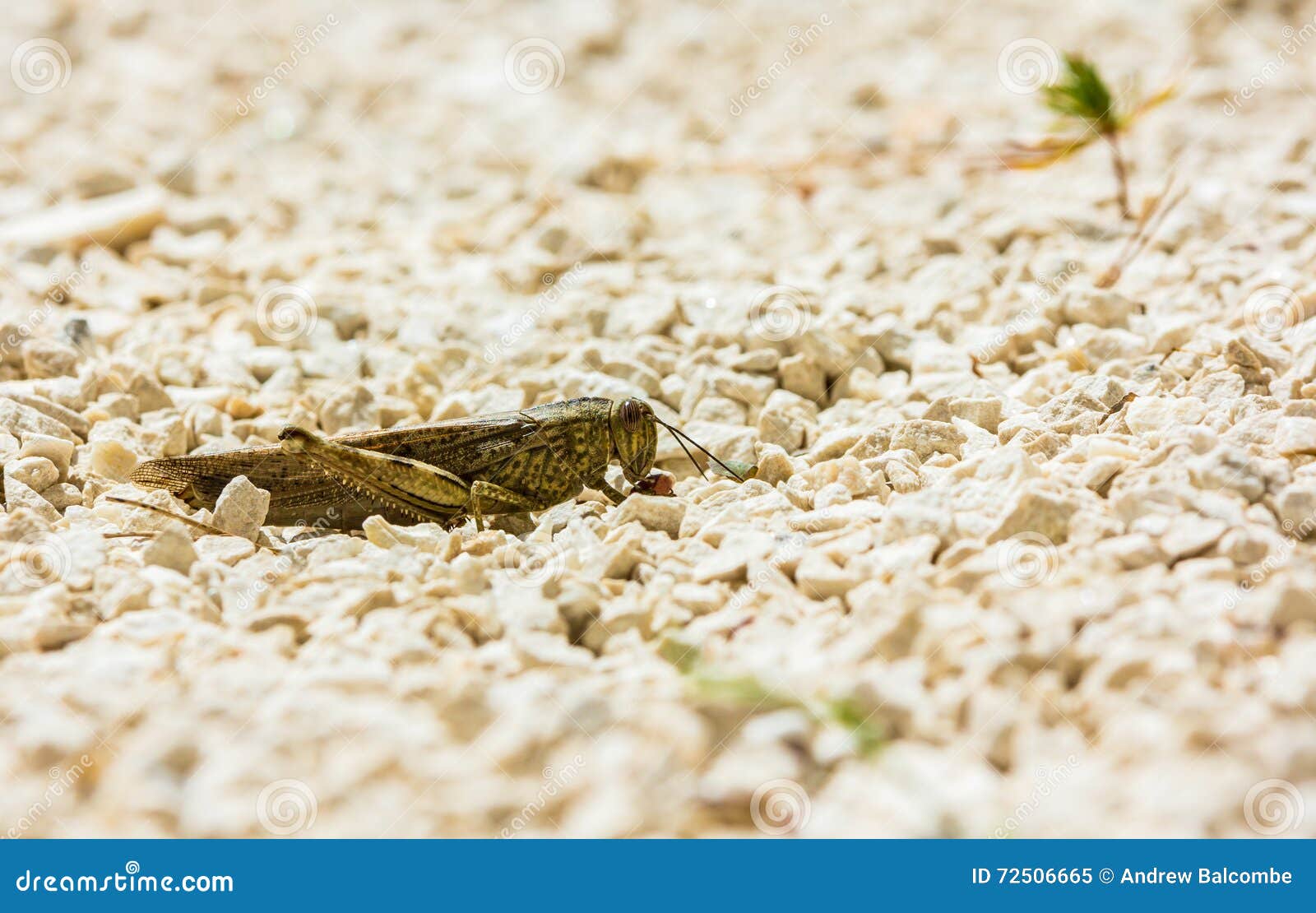 European locust stock image. Image of brown, damage, rare - 72506665