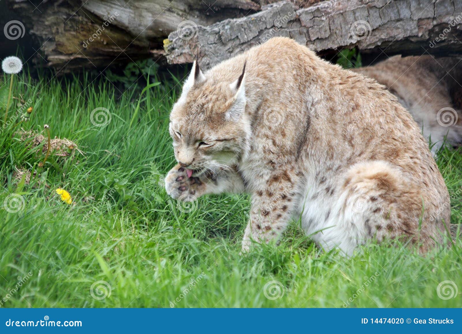 European lynx stock photo. Image of predator, cats, lynx - 14474020