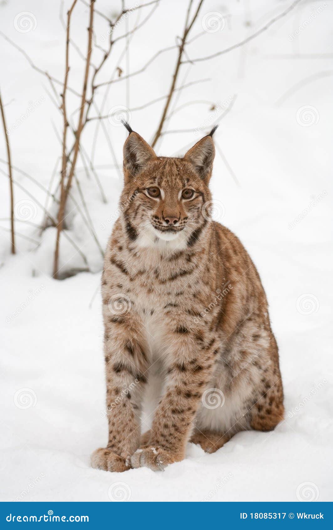 European lynx stock image. Image of winter, forest, mammal - 18085317
