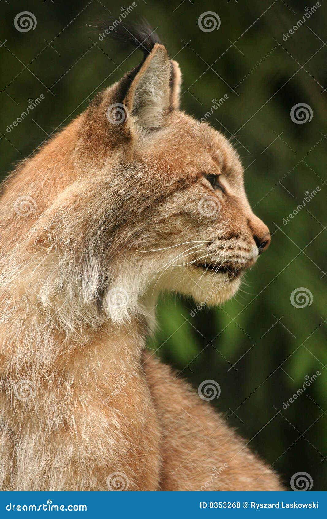 European lynx stock photo. Image of bialowieza, cats, predator - 8353268
