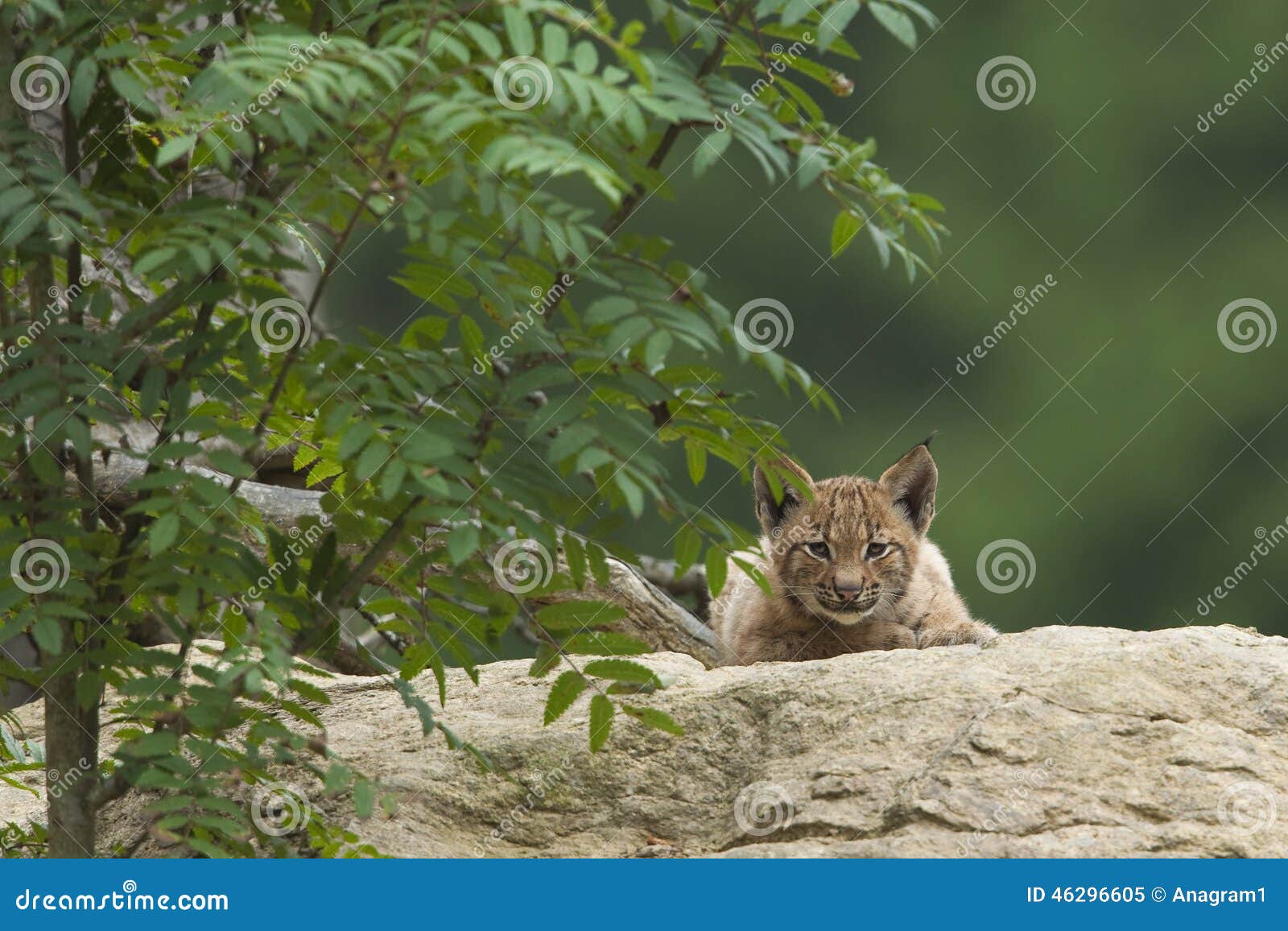 European Lynx cub stock image. Image of lying, outdoor - 46296605
