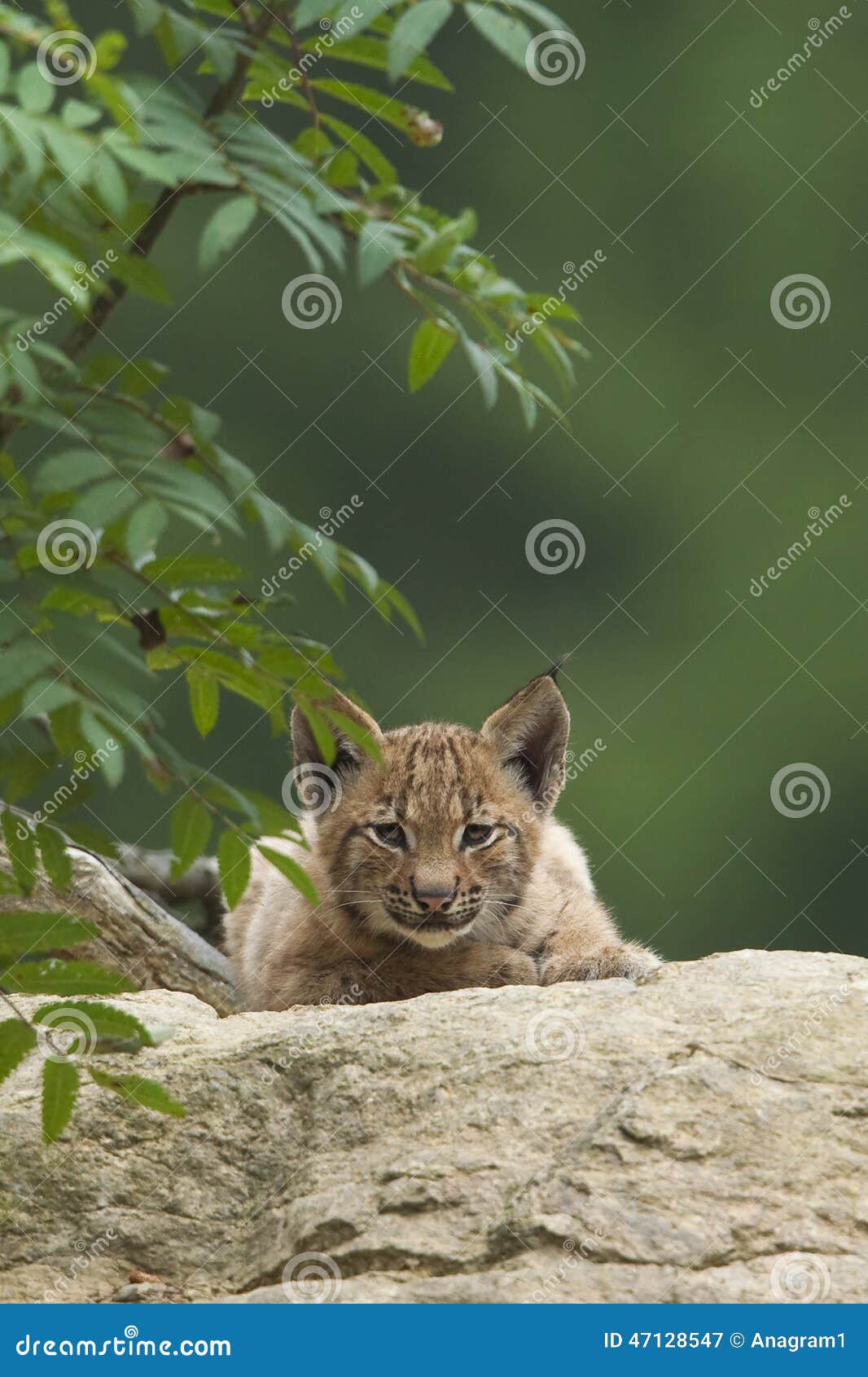 European Lynx cub stock image. Image of lynx, young, summer - 47128547