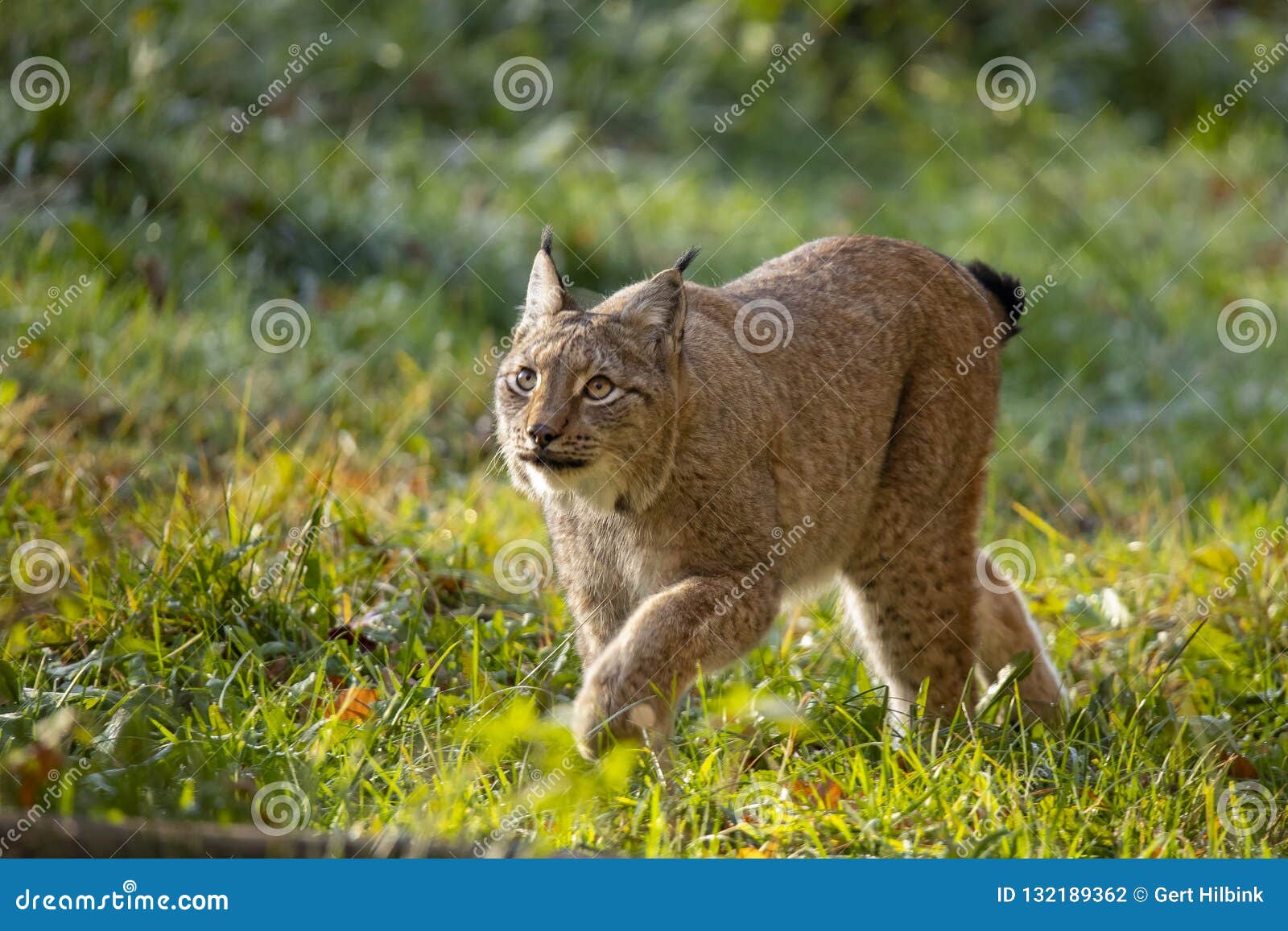 Eurasian Lynx, Lynx Lynx a Predator. Stock Photo - Image of lynx ...