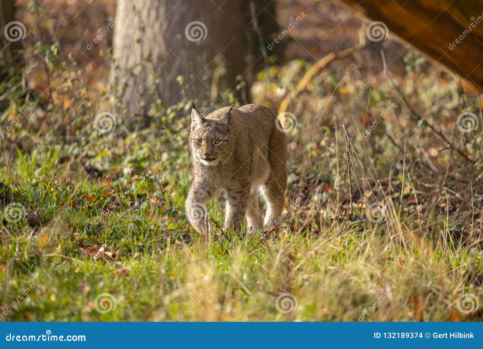 Eurasian Lynx, Lynx Lynx a Predator. Stock Photo - Image of hunt ...