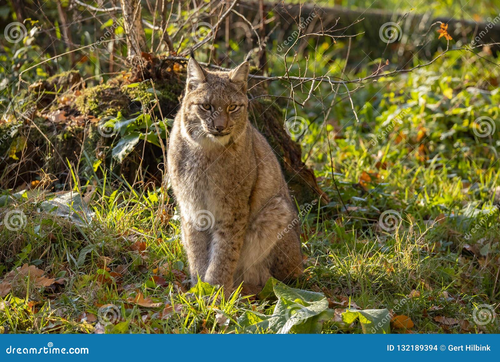 Eurasian Lynx, Lynx Lynx a Predator. Stock Photo - Image of eurasian ...