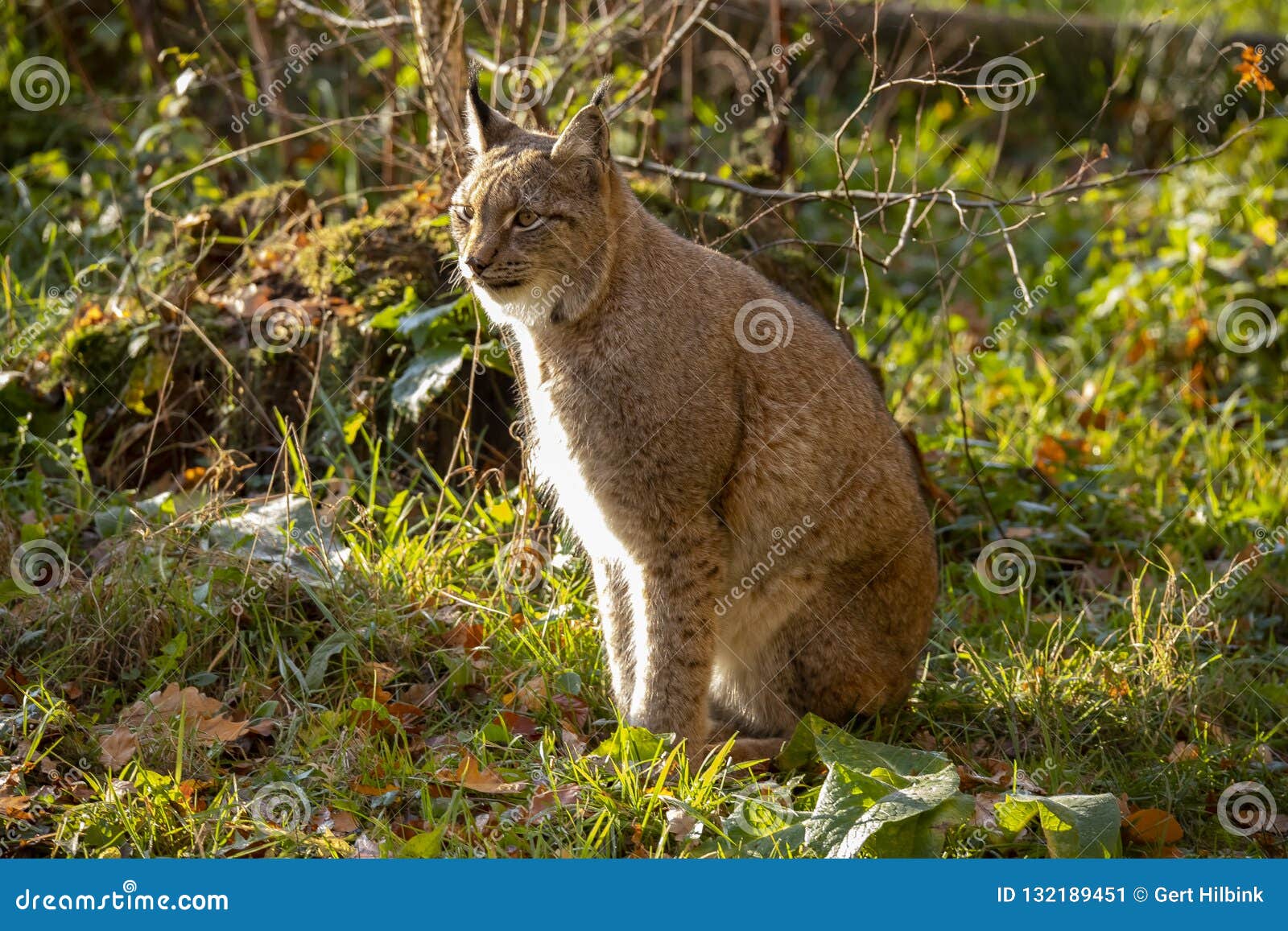 Eurasian Lynx, Lynx Lynx a Predator. Stock Image - Image of captivity ...