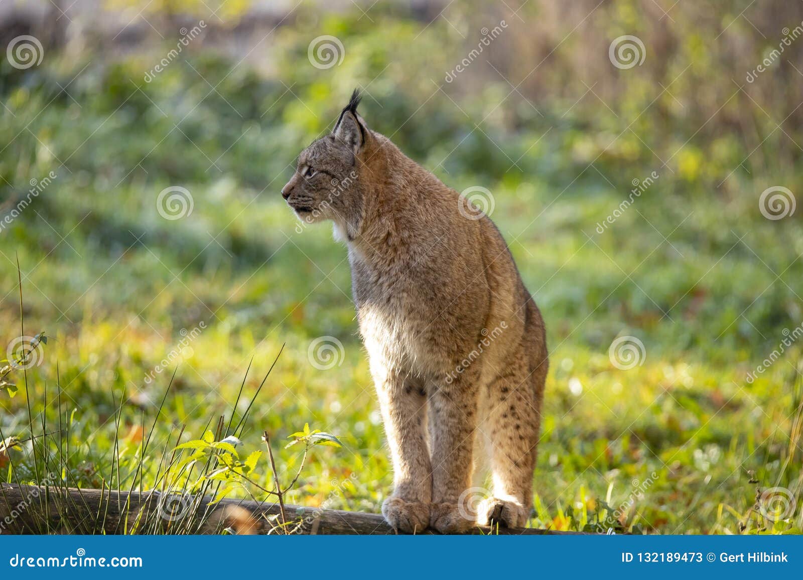 Eurasian Lynx, Lynx Lynx a Predator. Stock Image - Image of captivity ...