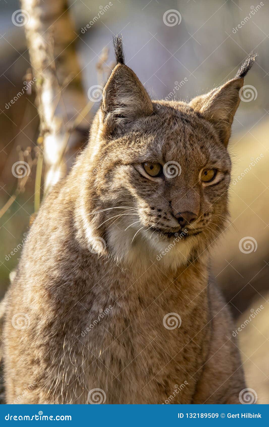 Eurasian Lynx, Lynx Lynx a Predator. Stock Image - Image of prey ...
