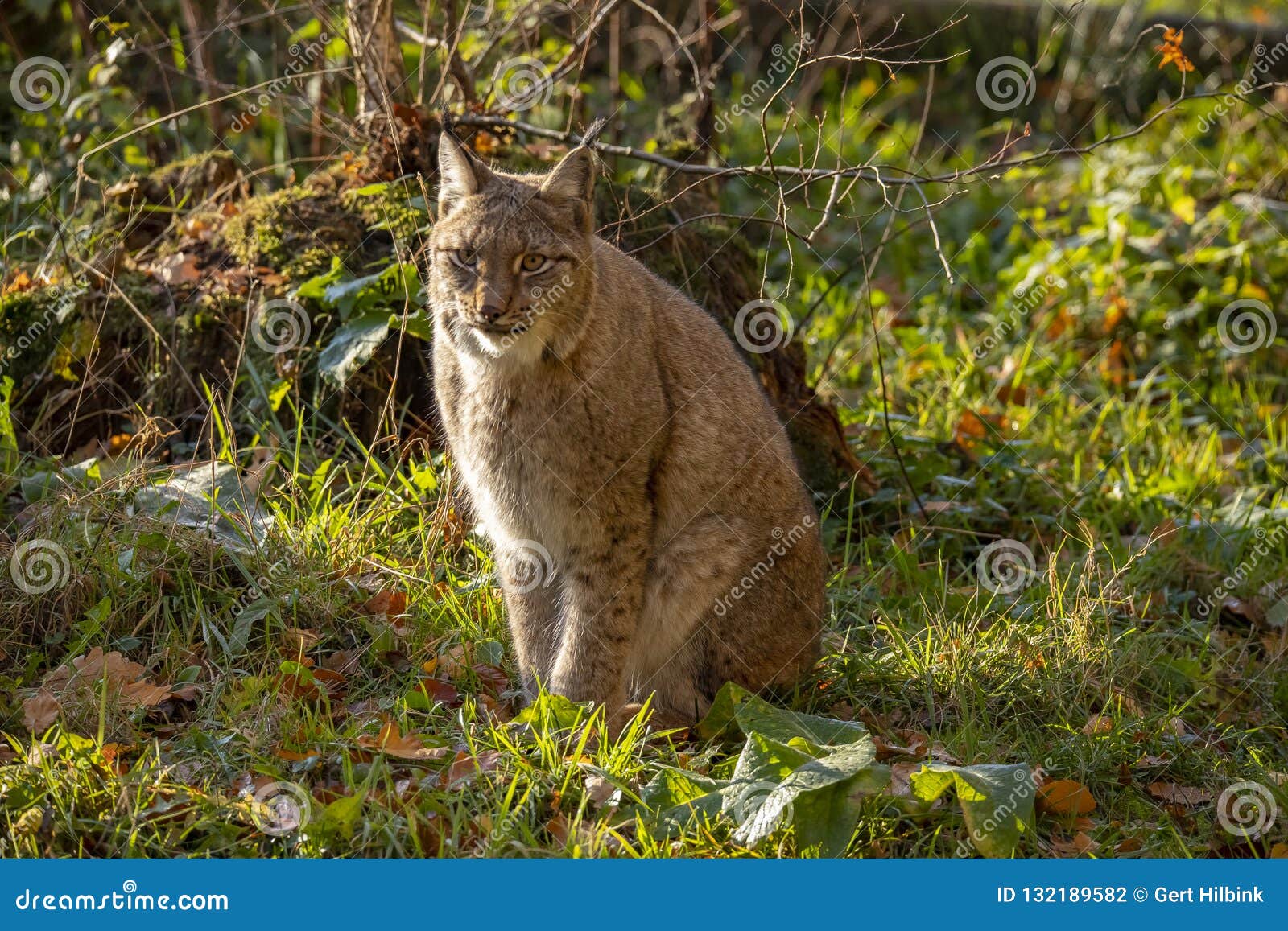 Eurasian Lynx, Lynx Lynx a Predator. Stock Photo - Image of prey ...