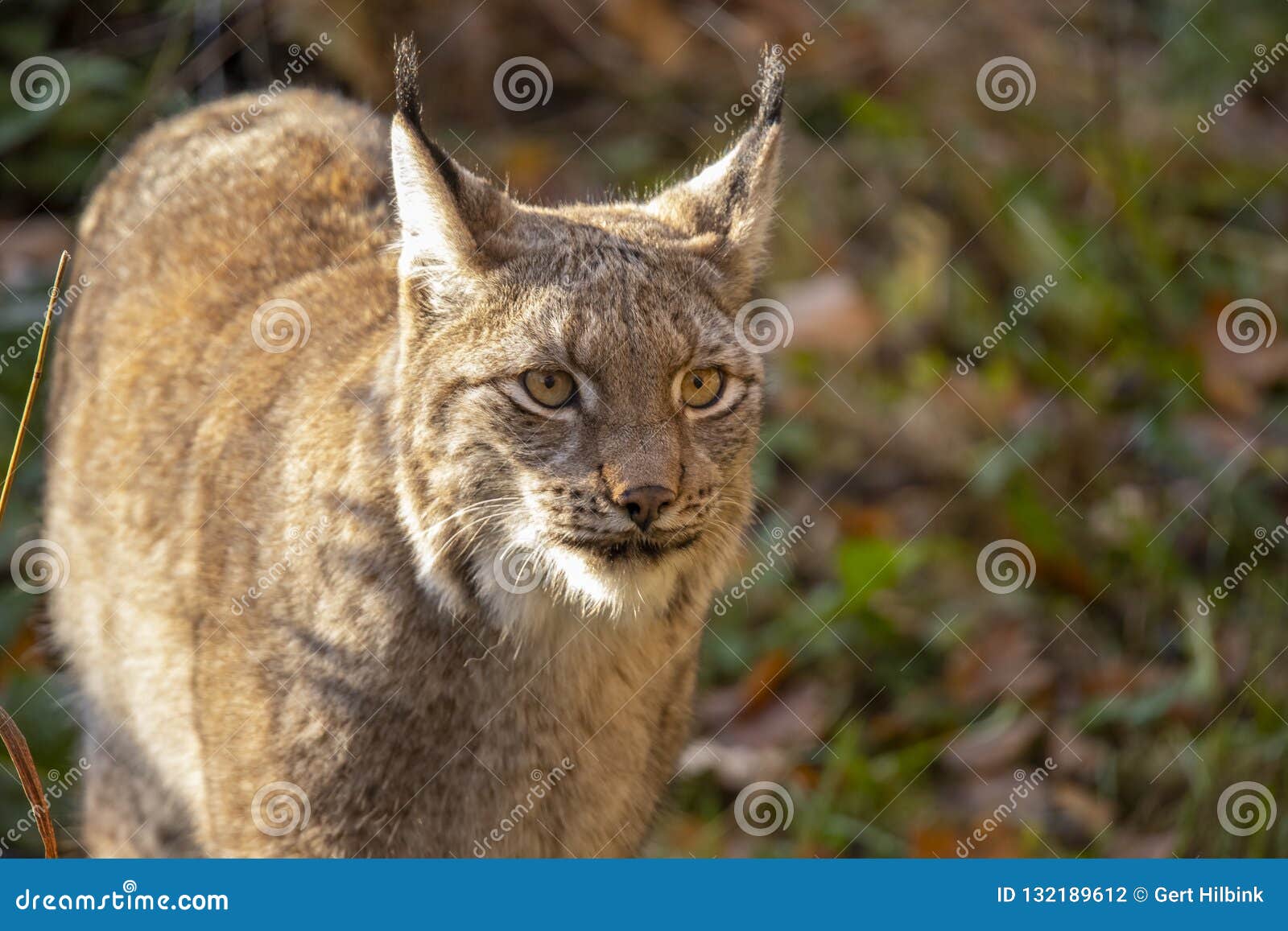 Eurasian Lynx, Lynx Lynx a Predator. Stock Photo - Image of predator ...