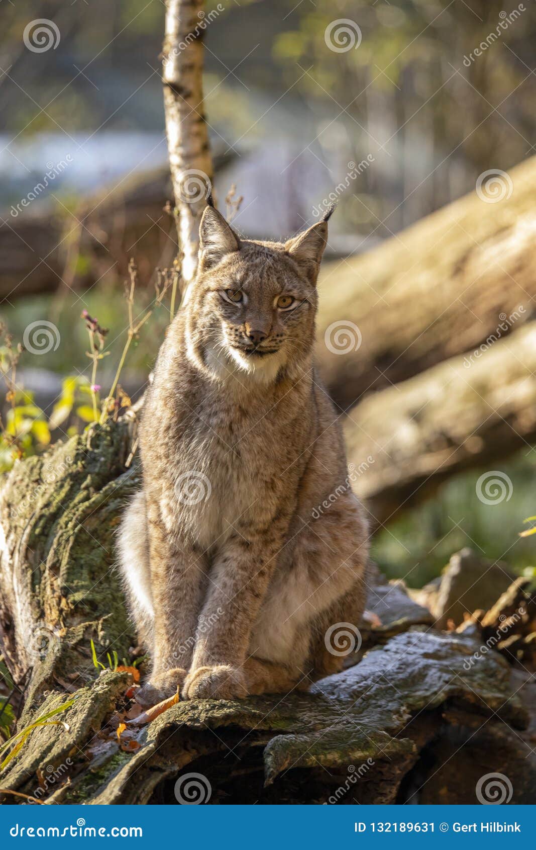 Eurasian Lynx, Lynx Lynx a Predator. Stock Image - Image of predator ...